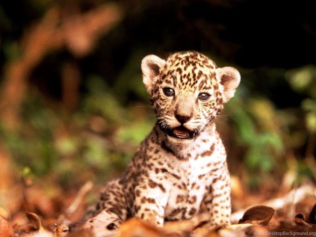 Cute Baby Animal Desktop Wallpapers - Top Free Cute Baby Animal Desktop ...