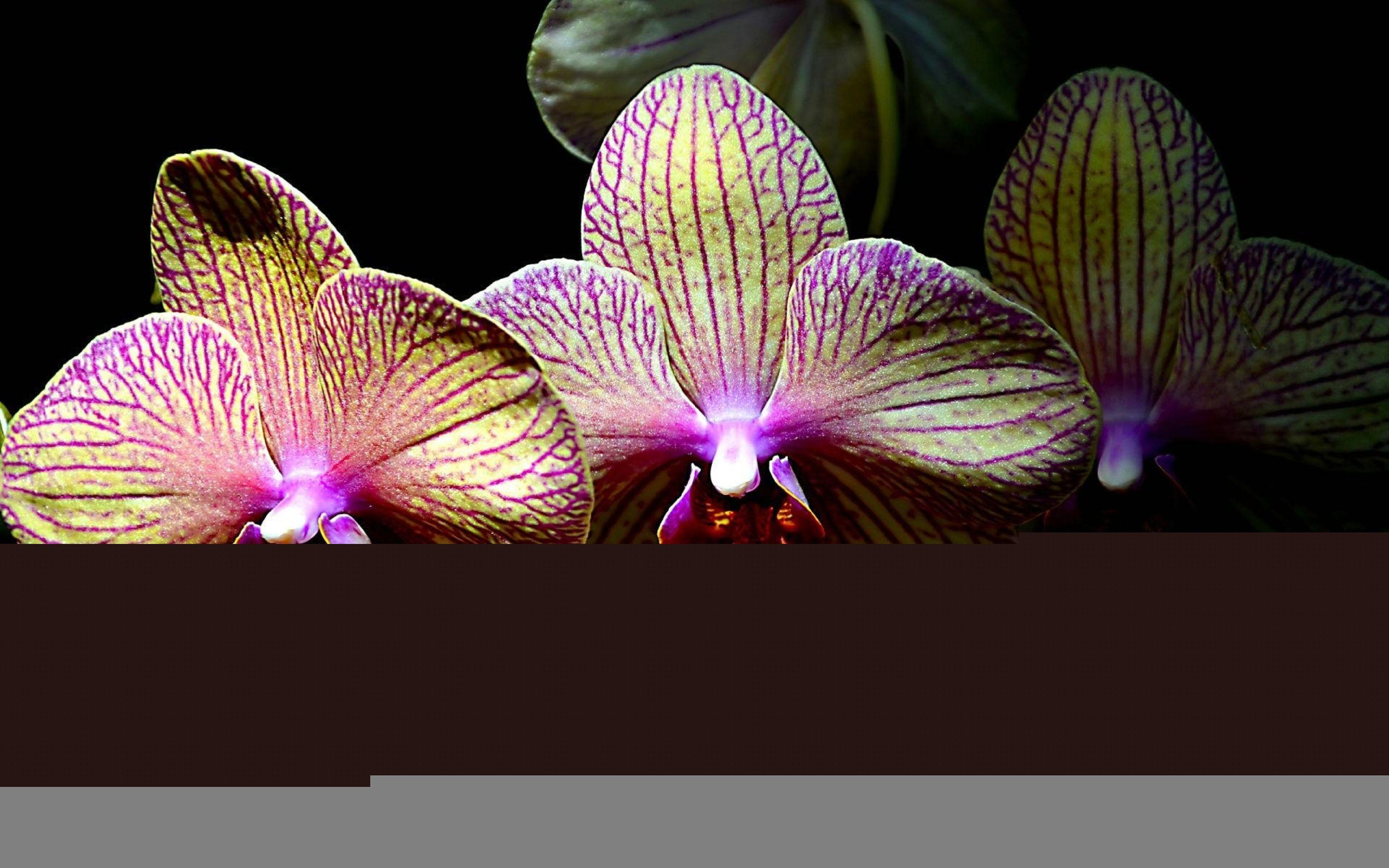 Exotic Desktop Wallpapers - Top Free Exotic Desktop Backgrounds ...