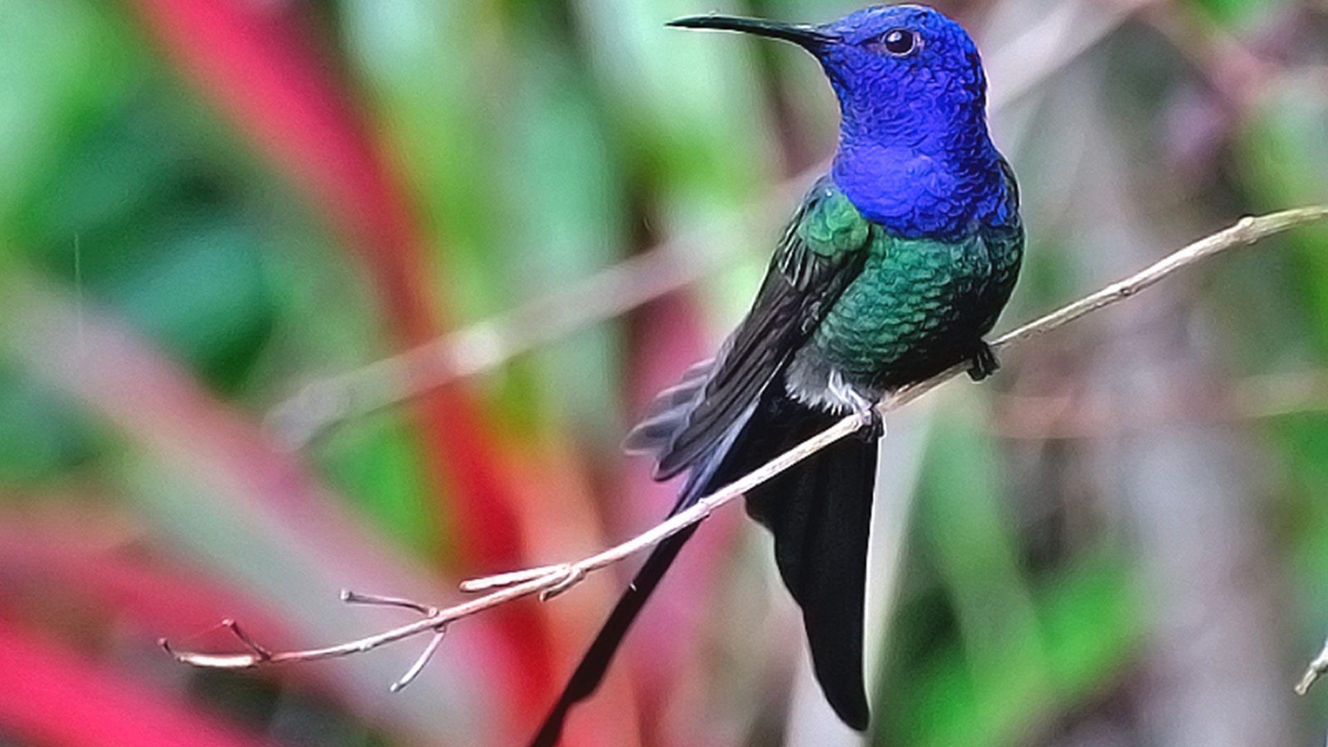 Brazilian Wallpapers - Top Free Brazilian Backgrounds - WallpaperAccess