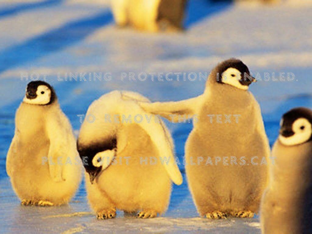 Pingu HD Wallpapers - Top Free Pingu HD Backgrounds - WallpaperAccess