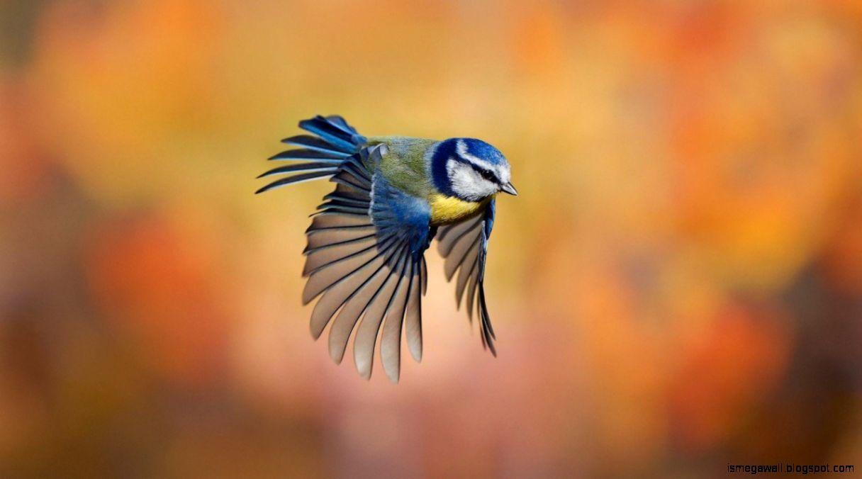 Exotic Bird Wallpapers - Top Free Exotic Bird Backgrounds - WallpaperAccess
