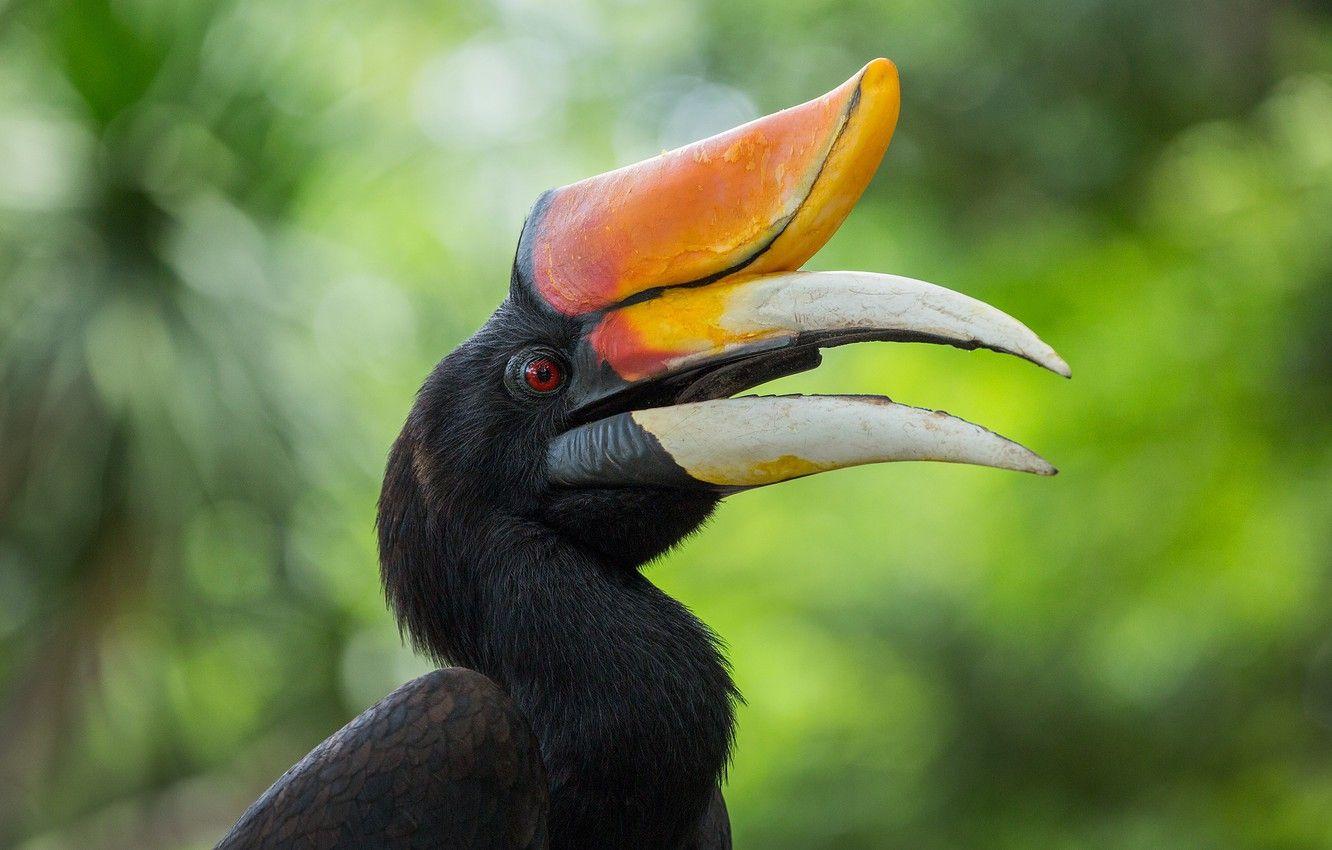 Exotic Bird Wallpapers - Top Free Exotic Bird Backgrounds - WallpaperAccess