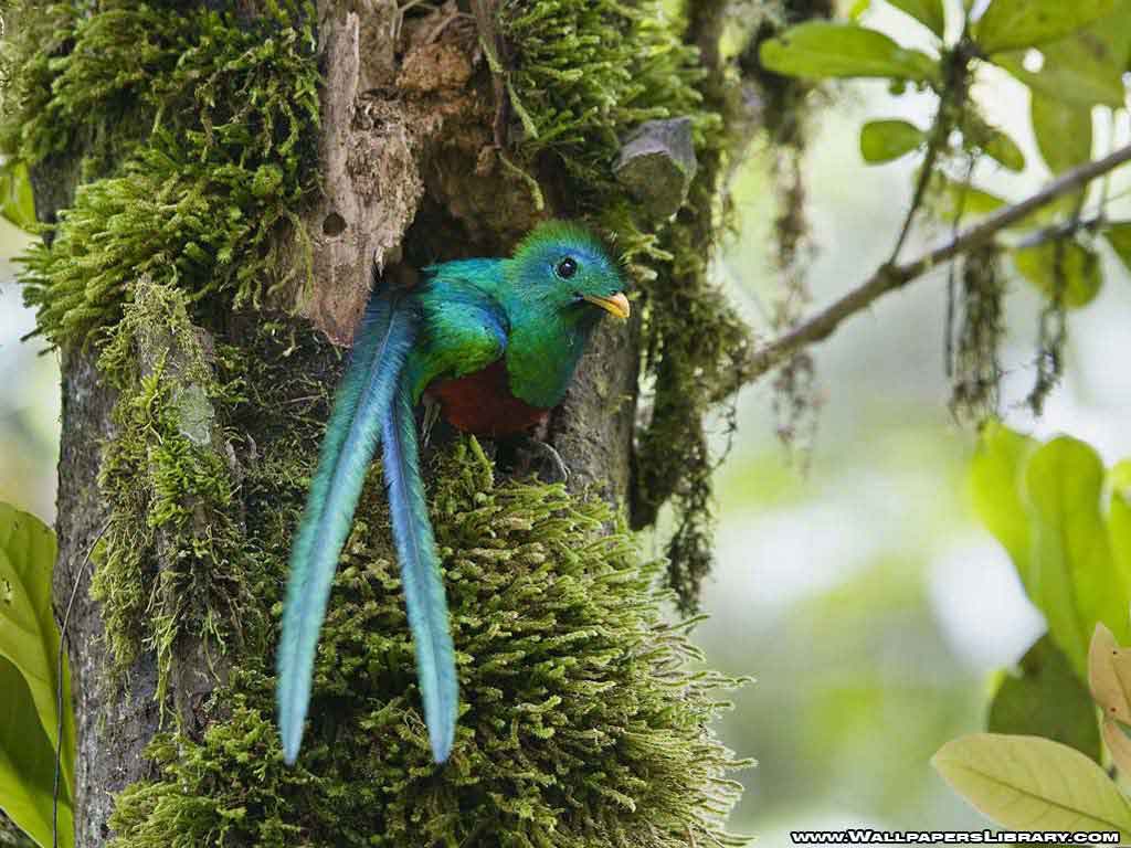 Exotic Bird Wallpapers - Top Free Exotic Bird Backgrounds - WallpaperAccess