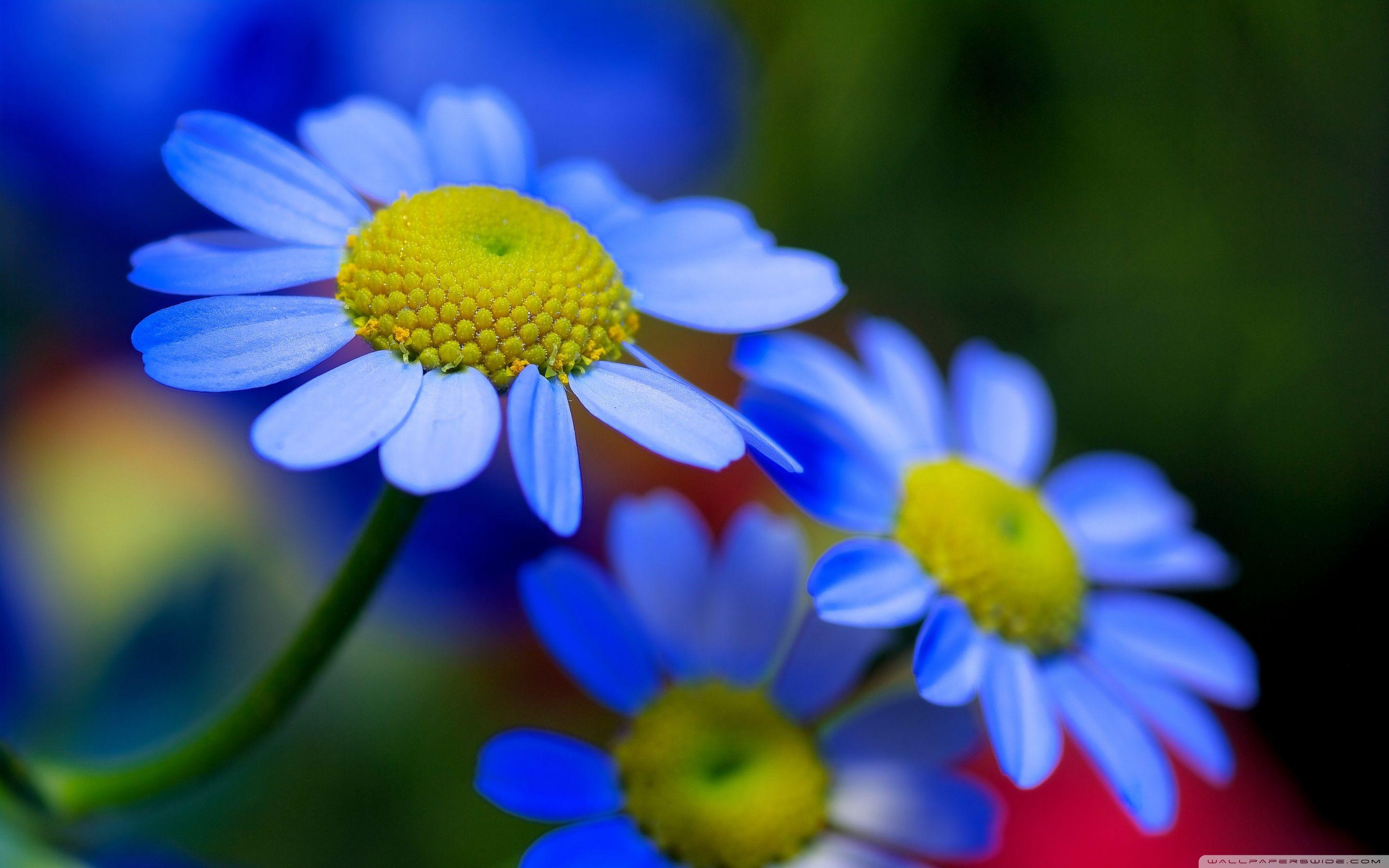 Blue Floral Desktop Wallpapers - Top Free Blue Floral Desktop ...