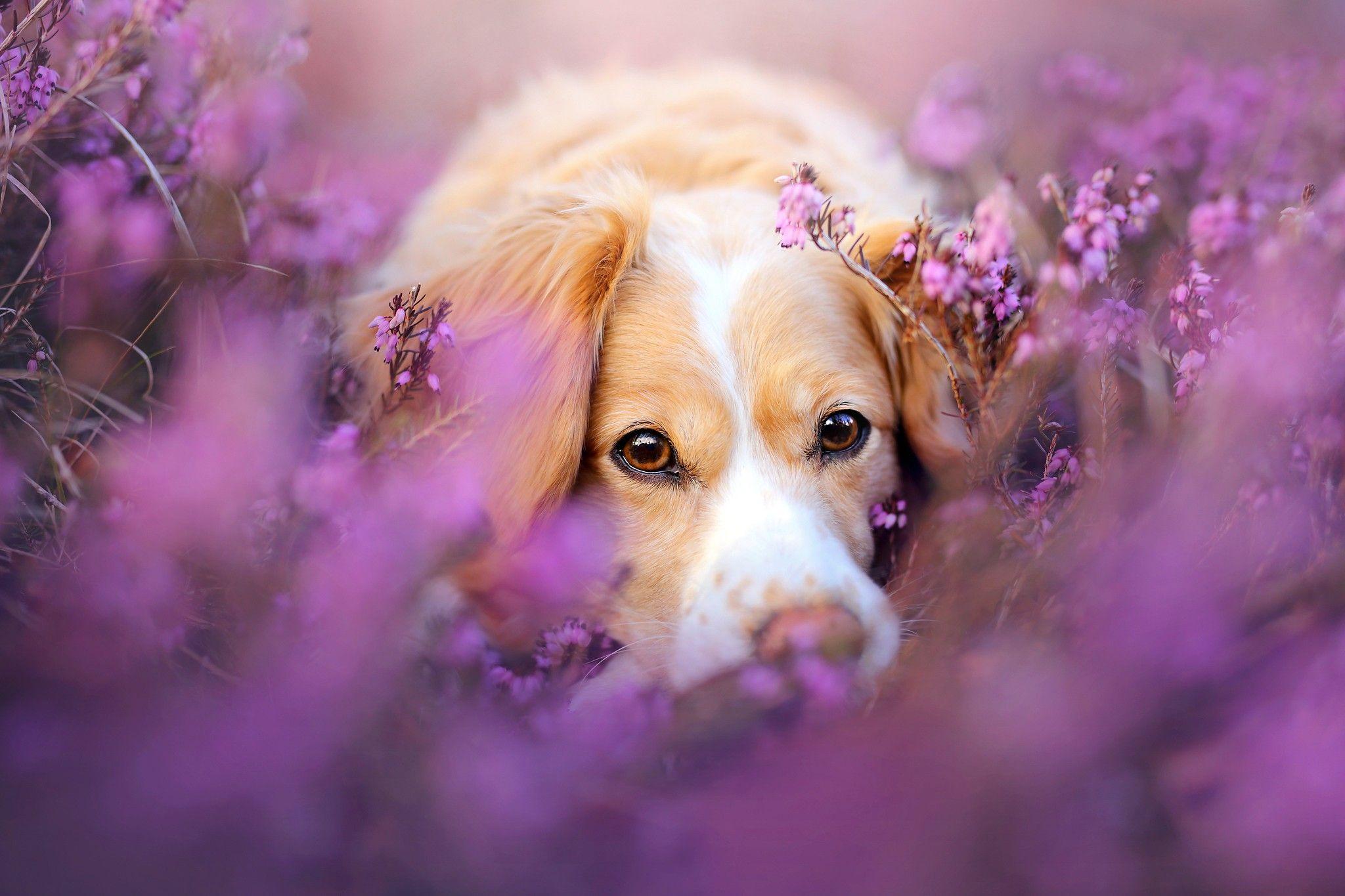 Spring Dogs Wallpapers - Top Free Spring Dogs Backgrounds - WallpaperAccess