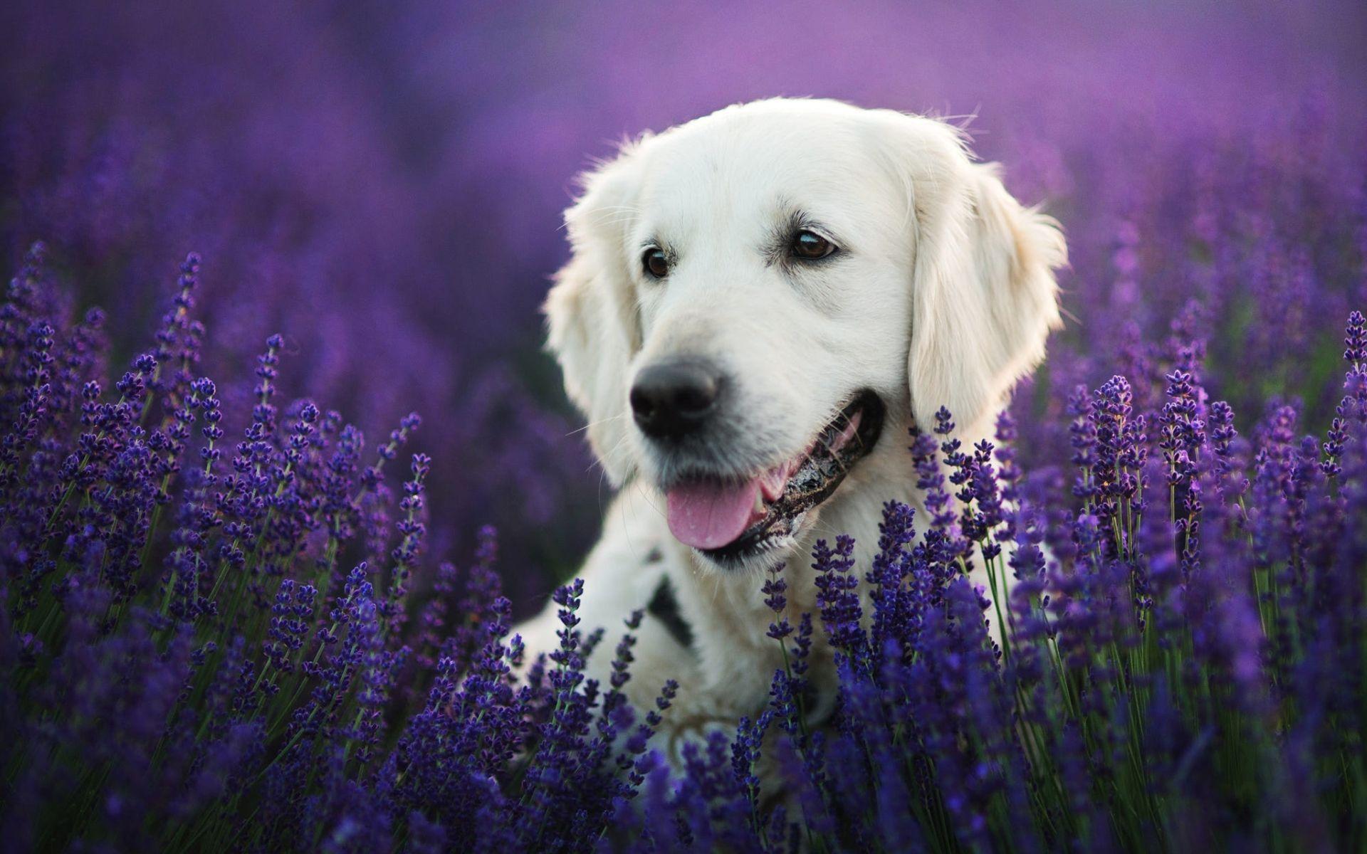 Purple Dog Wallpapers - Top Free Purple Dog Backgrounds - WallpaperAccess