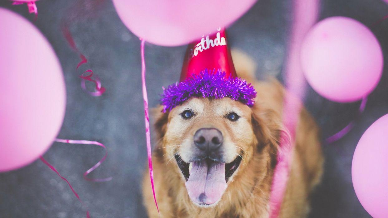 Purple Dog Wallpapers - Top Free Purple Dog Backgrounds - WallpaperAccess