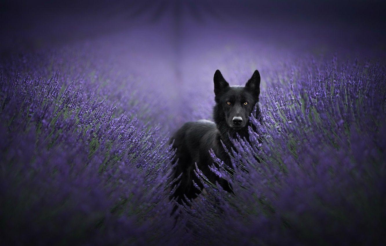 Purple Dog Wallpapers - Top Free Purple Dog Backgrounds - WallpaperAccess