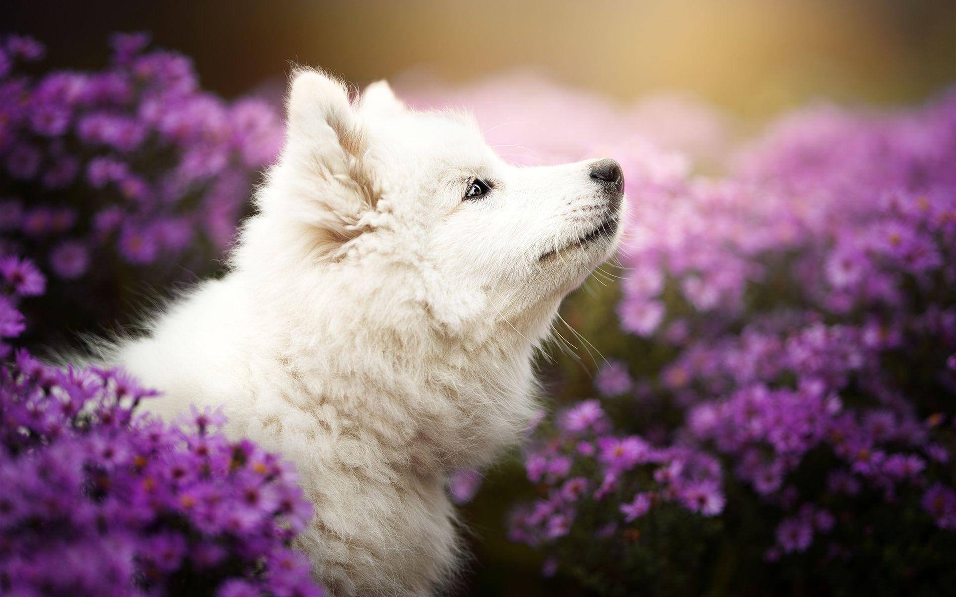 Purple Dog Wallpapers - Top Free Purple Dog Backgrounds - WallpaperAccess