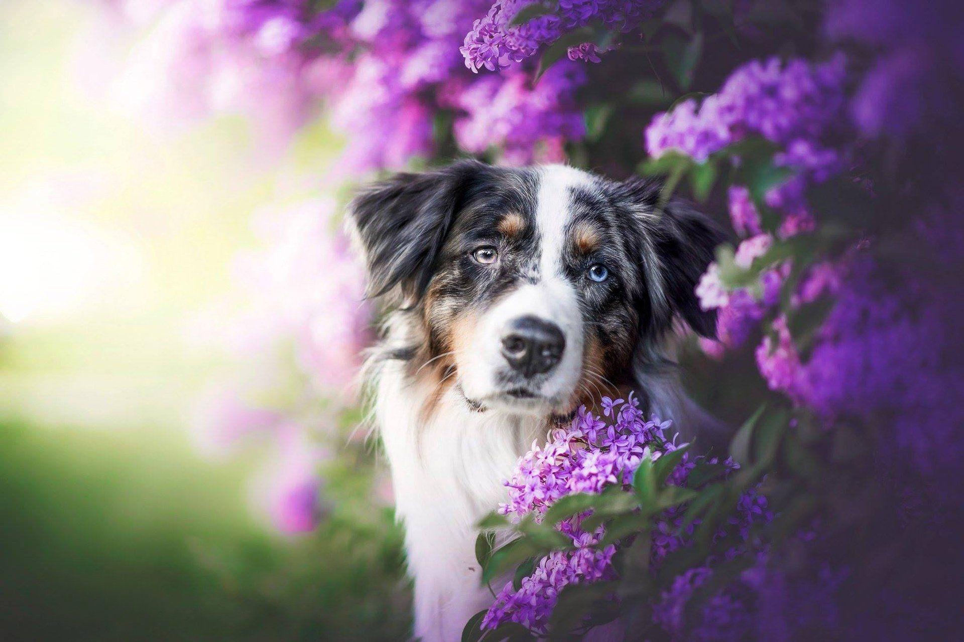 Purple Dog Wallpapers - Top Free Purple Dog Backgrounds - WallpaperAccess