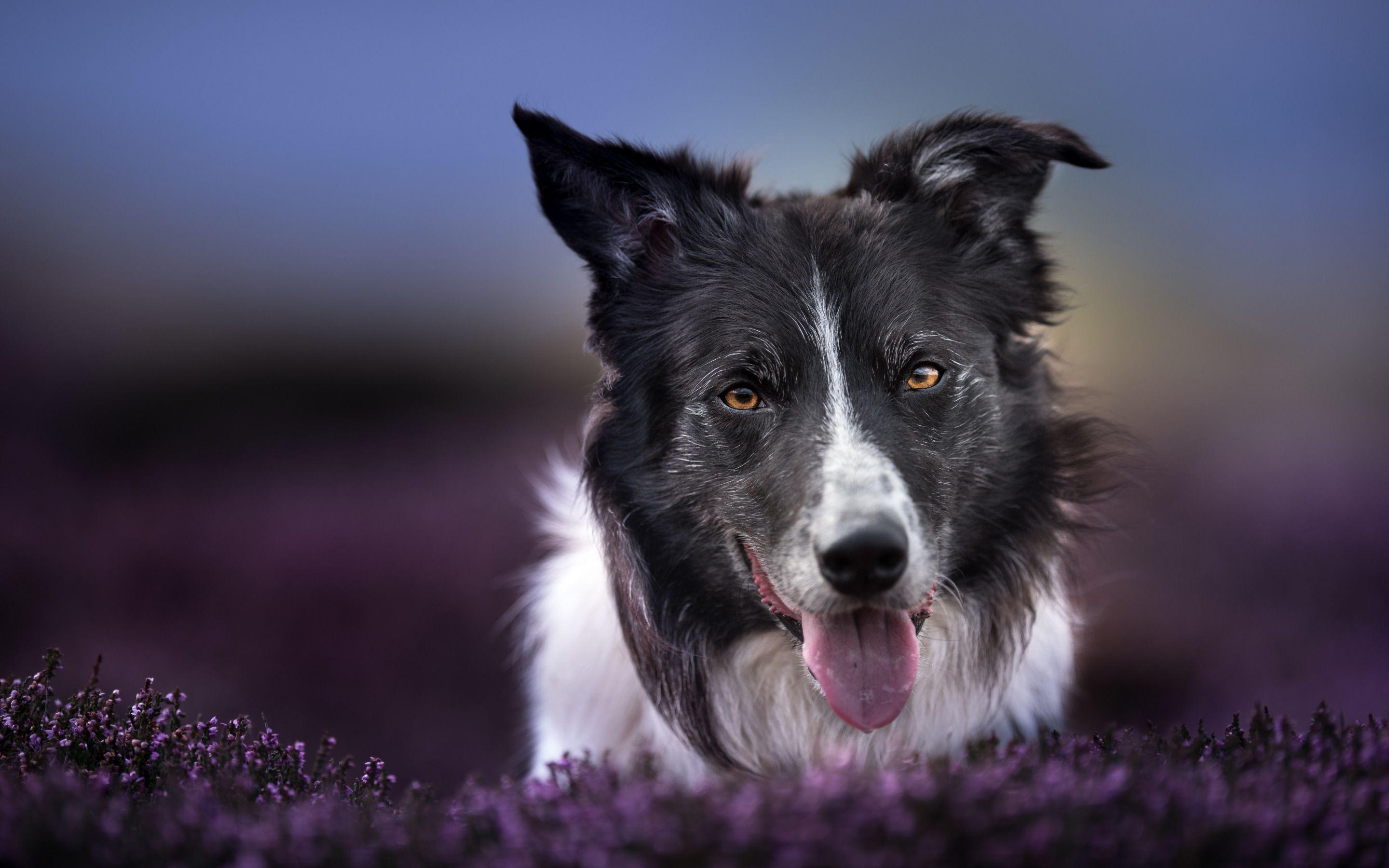Purple Dog Wallpapers - Top Free Purple Dog Backgrounds - WallpaperAccess