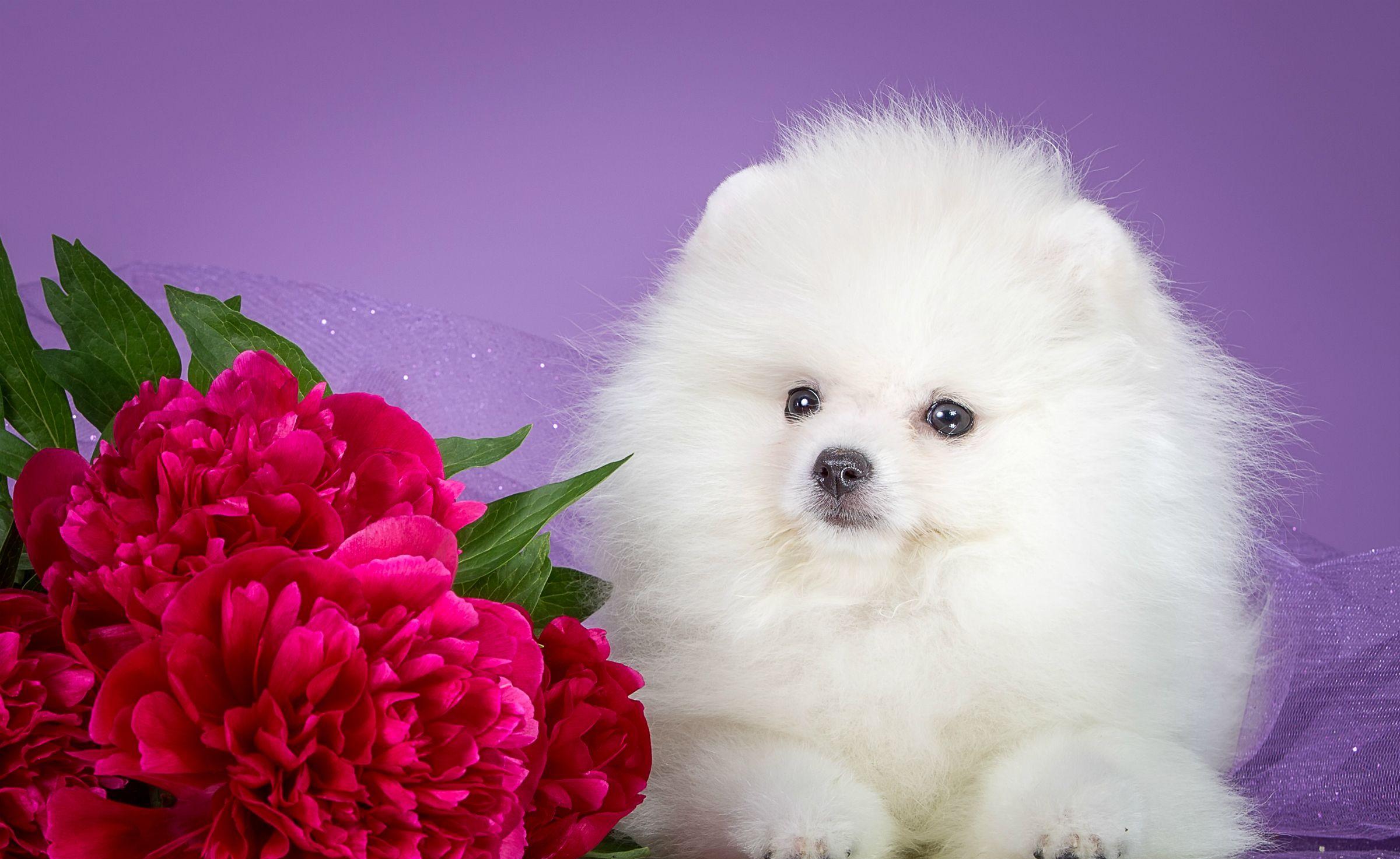 Cute White Puppies Wallpapers - Top Free Cute White Puppies Backgrounds ...