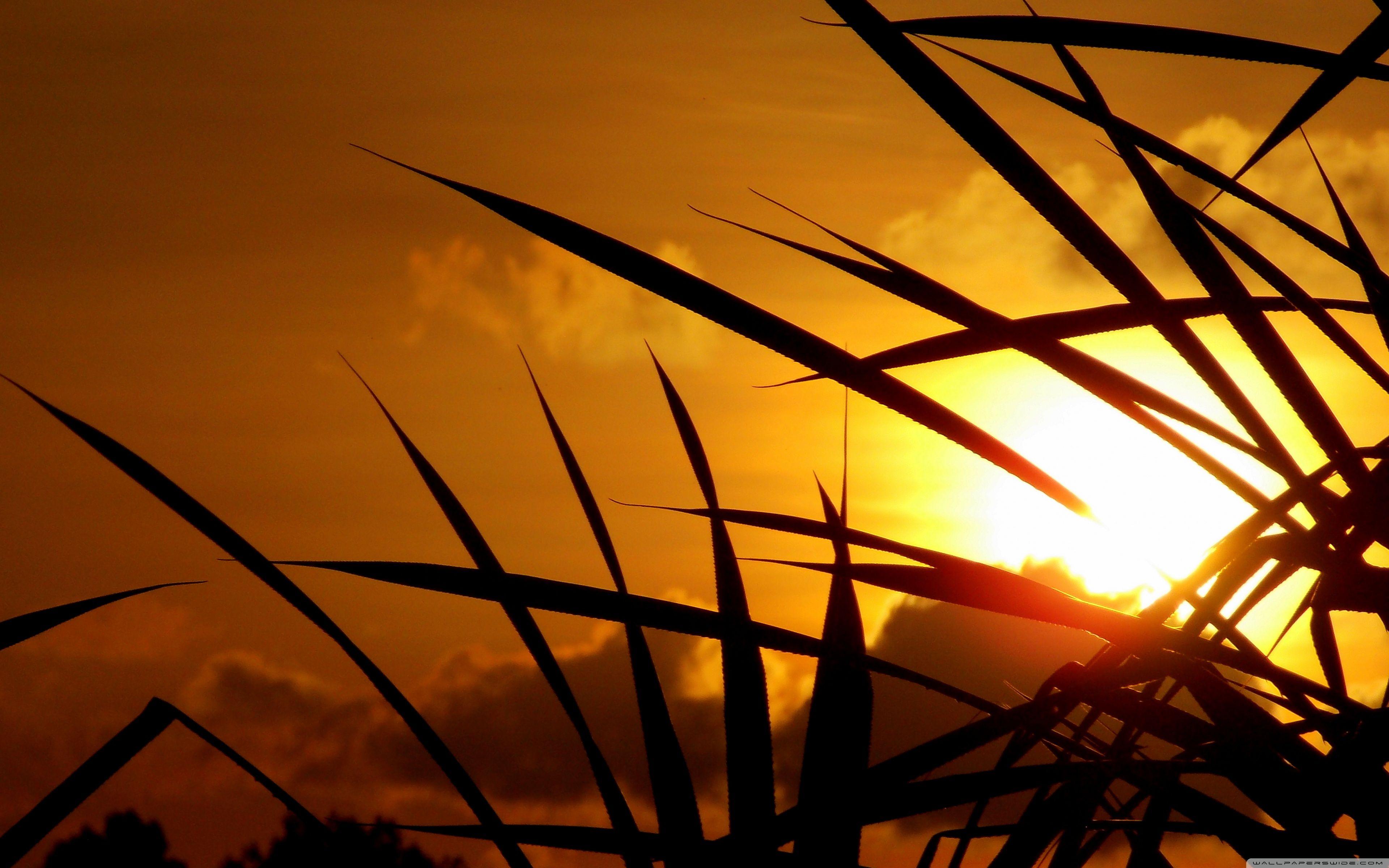 Gold Sky Wallpapers - Top Free Gold Sky Backgrounds - WallpaperAccess