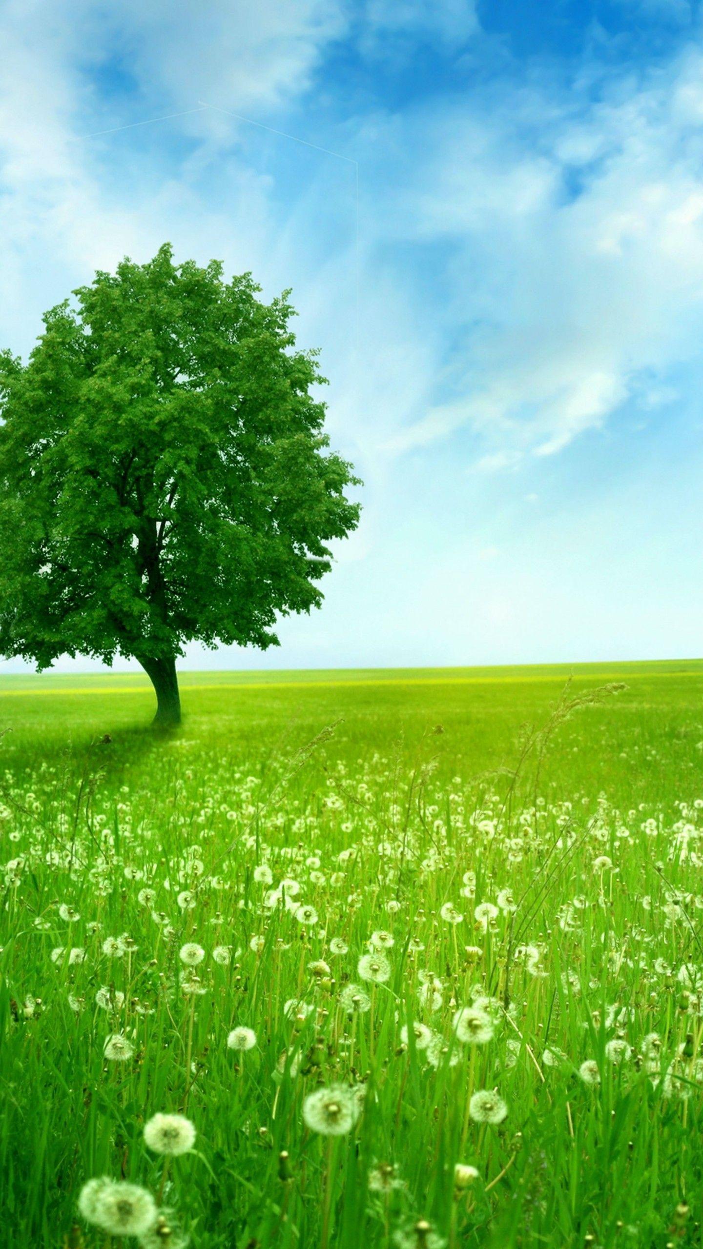 Full HD Tree Wallpapers - Top Free Full HD Tree Backgrounds ...
