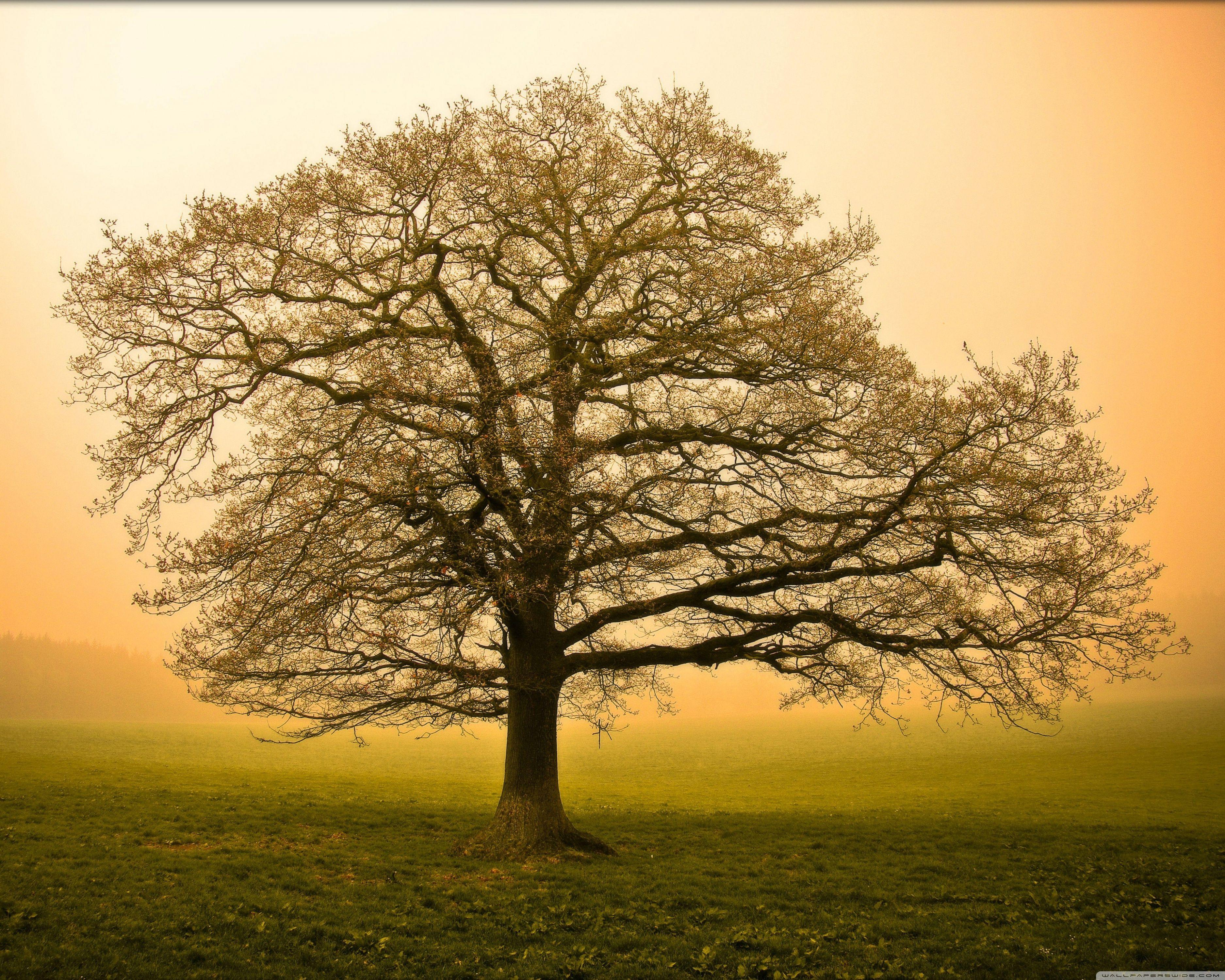 HD Tree Wallpapers - Top Free HD Tree Backgrounds - WallpaperAccess