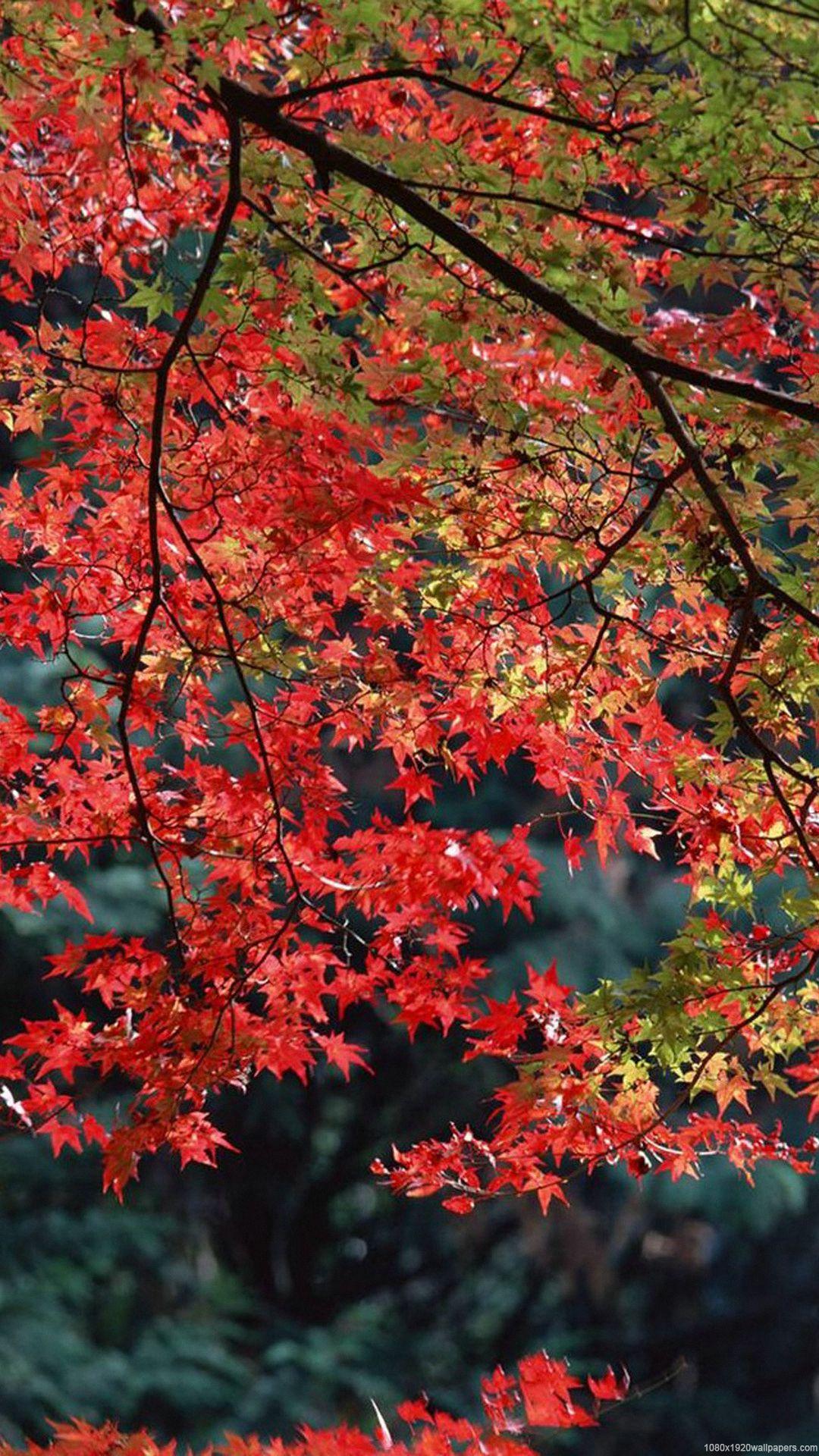 HD Tree Wallpapers - Top Free HD Tree Backgrounds - WallpaperAccess