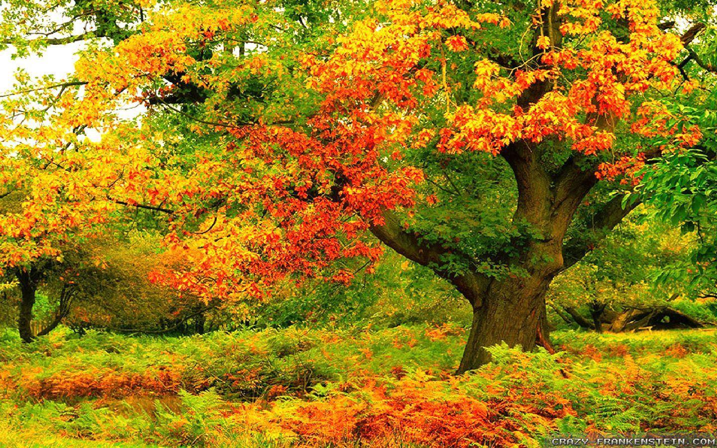 HD Tree Wallpapers - Top Free HD Tree Backgrounds - WallpaperAccess