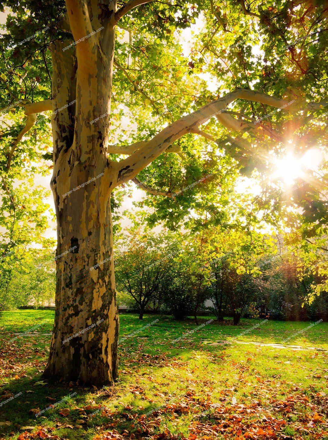 Cool Tree Wallpapers - Top Free Cool Tree Backgrounds - WallpaperAccess