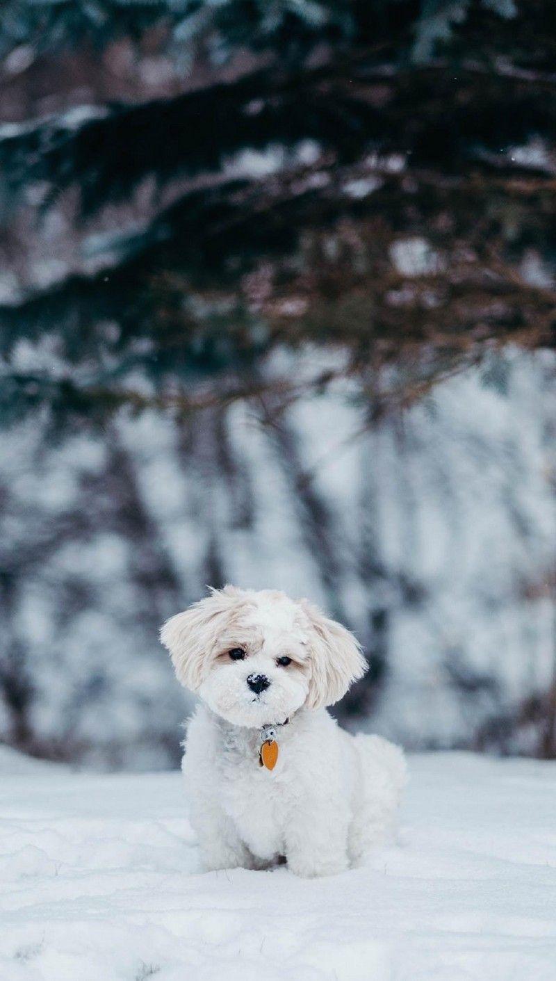 Dog Mobile Wallpapers - Top Free Dog Mobile Backgrounds - WallpaperAccess