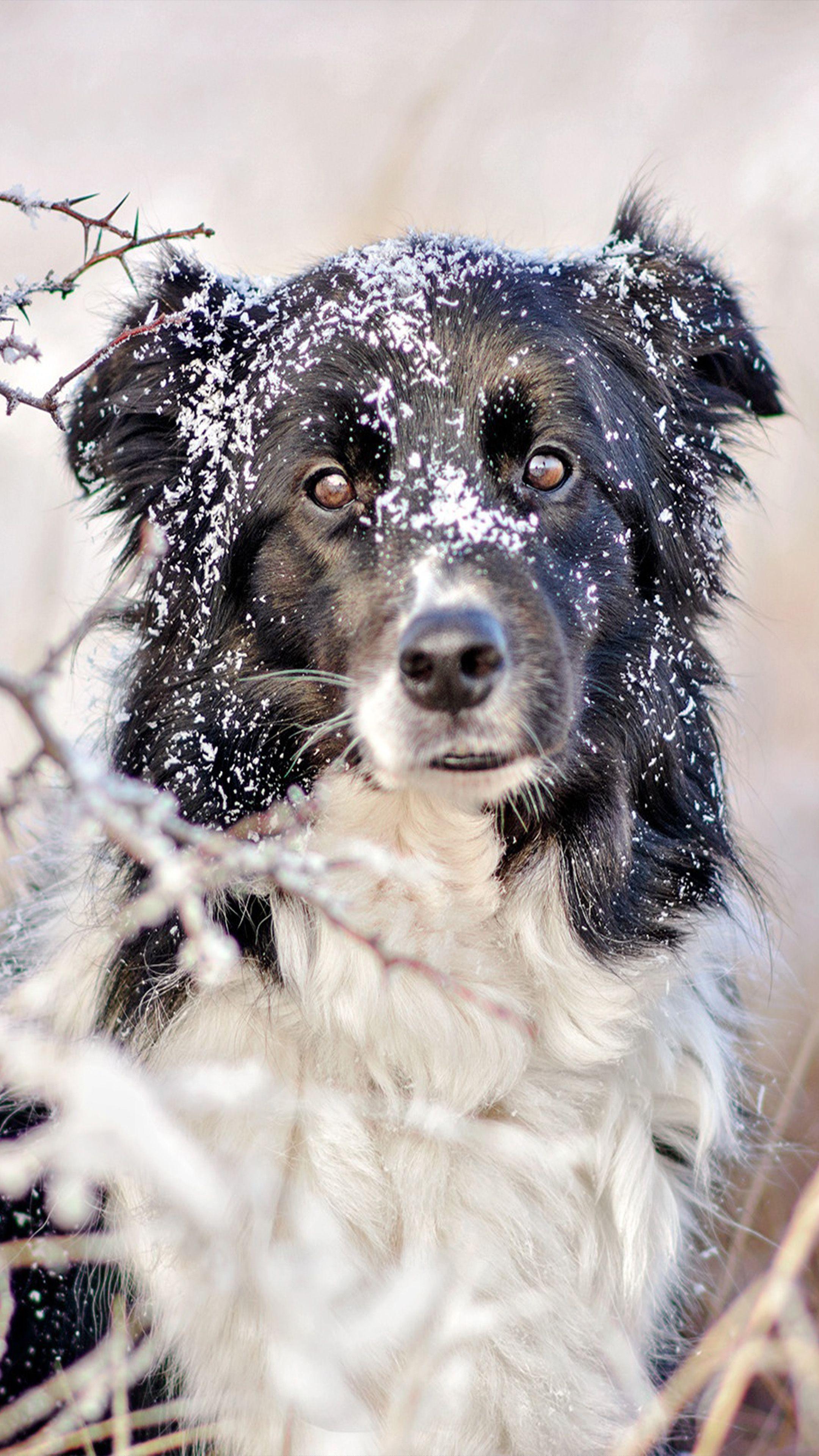 Dogs Playing in Snow Wallpapers - Top Free Dogs Playing in Snow ...