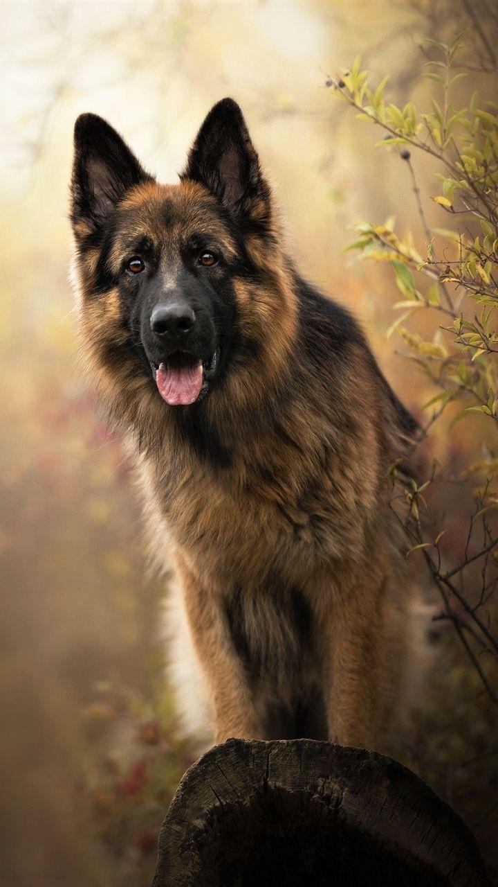 German Shepherd HD Wallpapers - Top Free German Shepherd HD Backgrounds ...