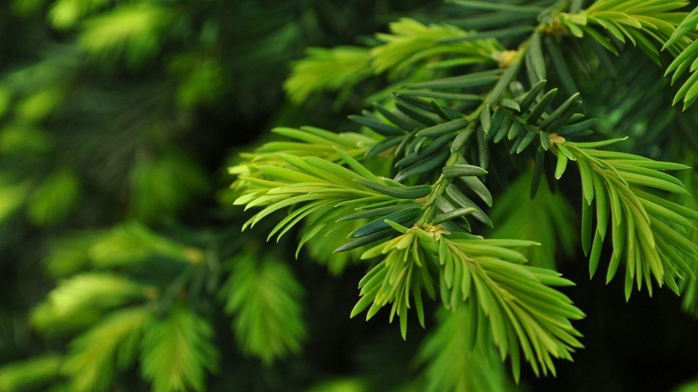 Pine Wallpapers - Top Free Pine Backgrounds - WallpaperAccess