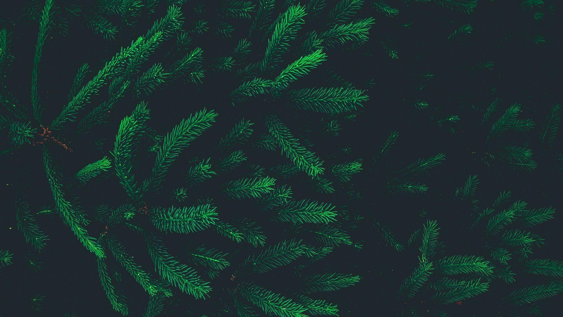 Pine Wallpapers - Top Free Pine Backgrounds - WallpaperAccess
