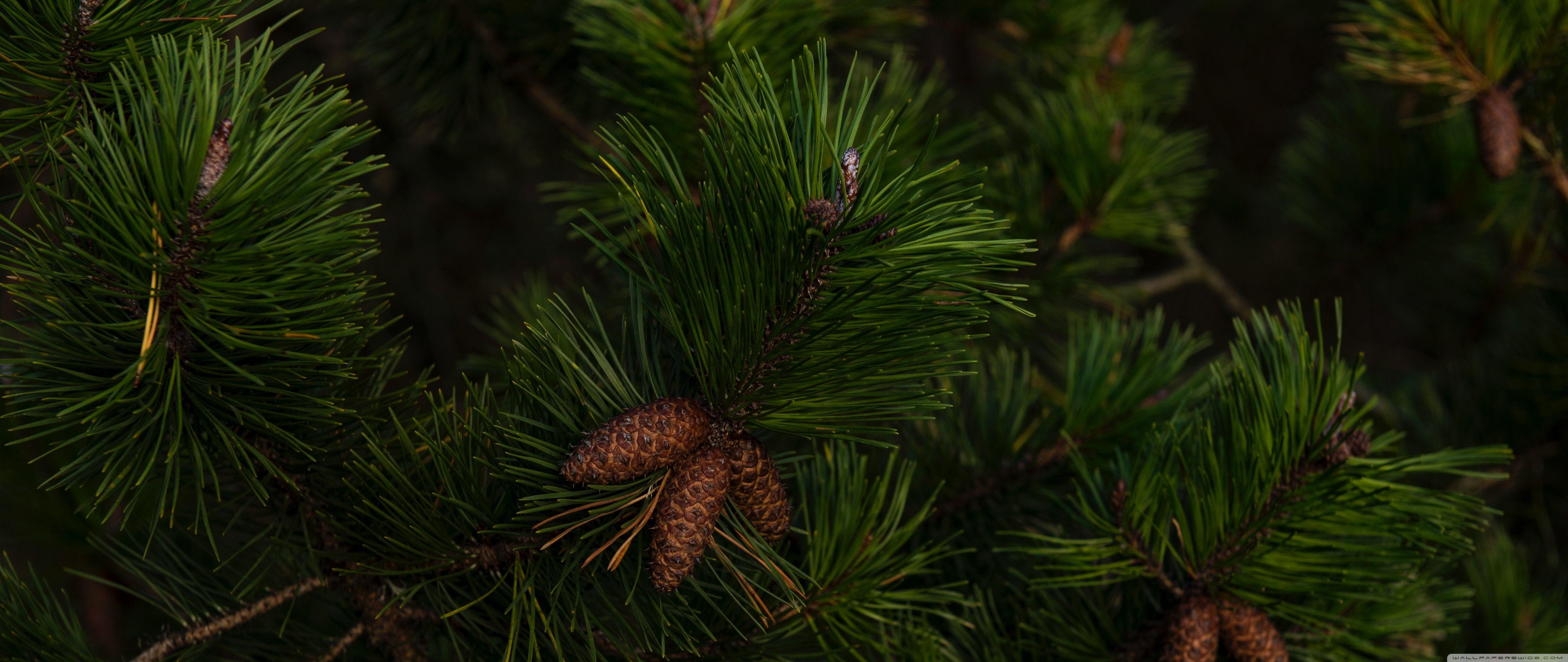 Pine Wallpapers - Top Free Pine Backgrounds - WallpaperAccess
