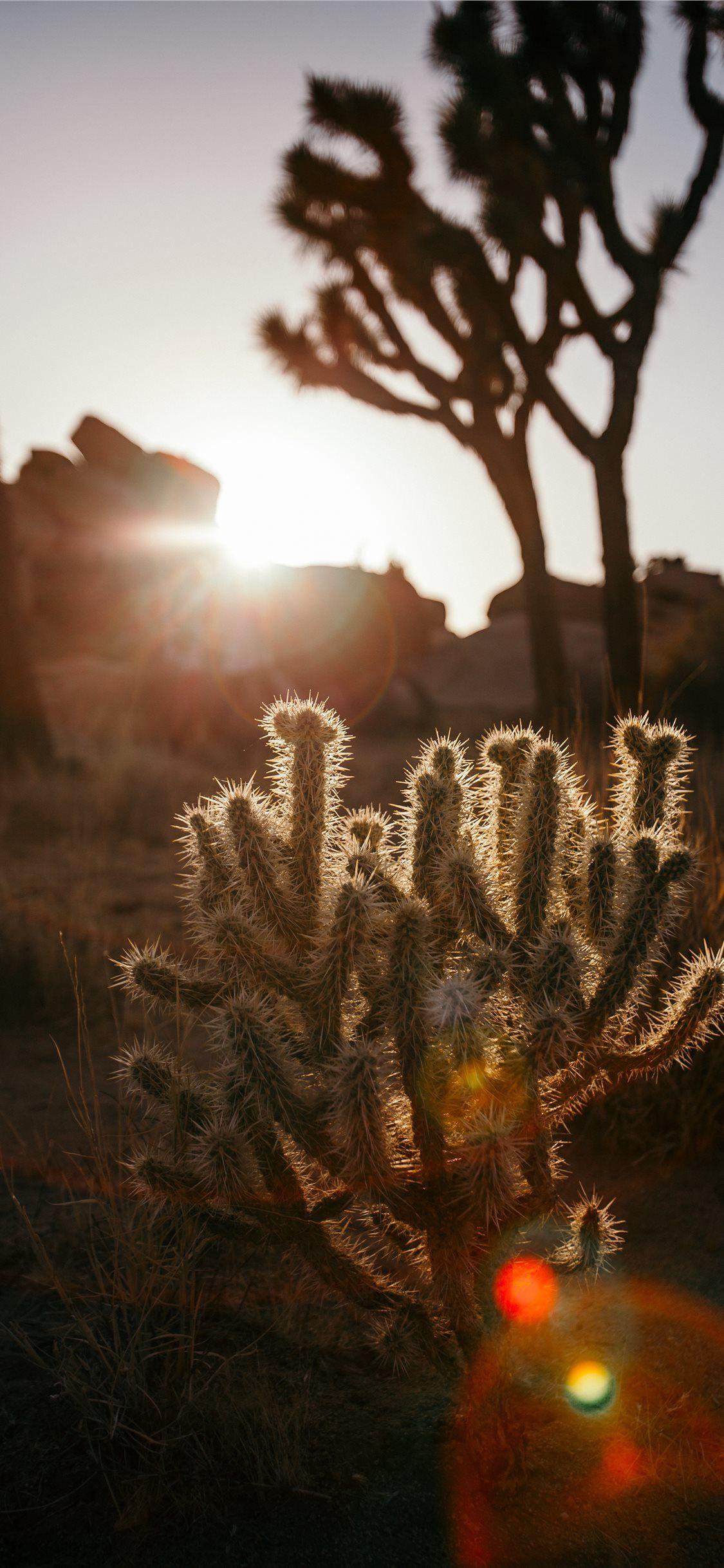 Desert Cactus Sunset Wallpapers - Top Free Desert Cactus Sunset Backgrounds - WallpaperAccess