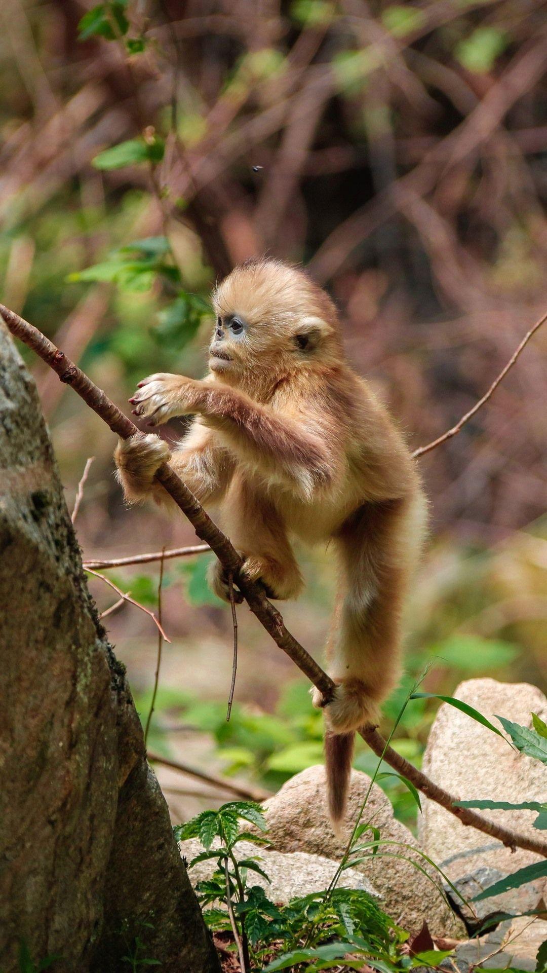 Cute Monkey iPhone Wallpapers - Top Free Cute Monkey iPhone Backgrounds ...