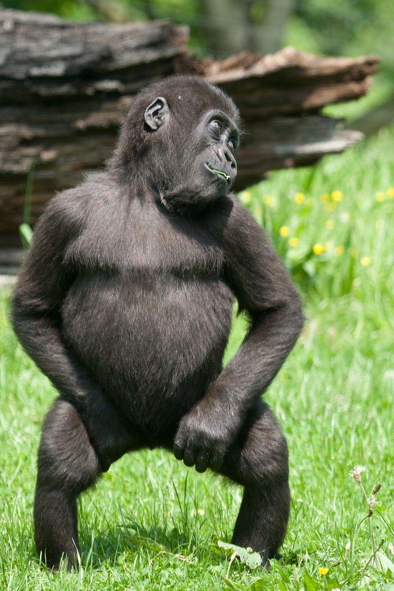 Cute Monkey iPhone Wallpapers - Top Free Cute Monkey iPhone Backgrounds ...