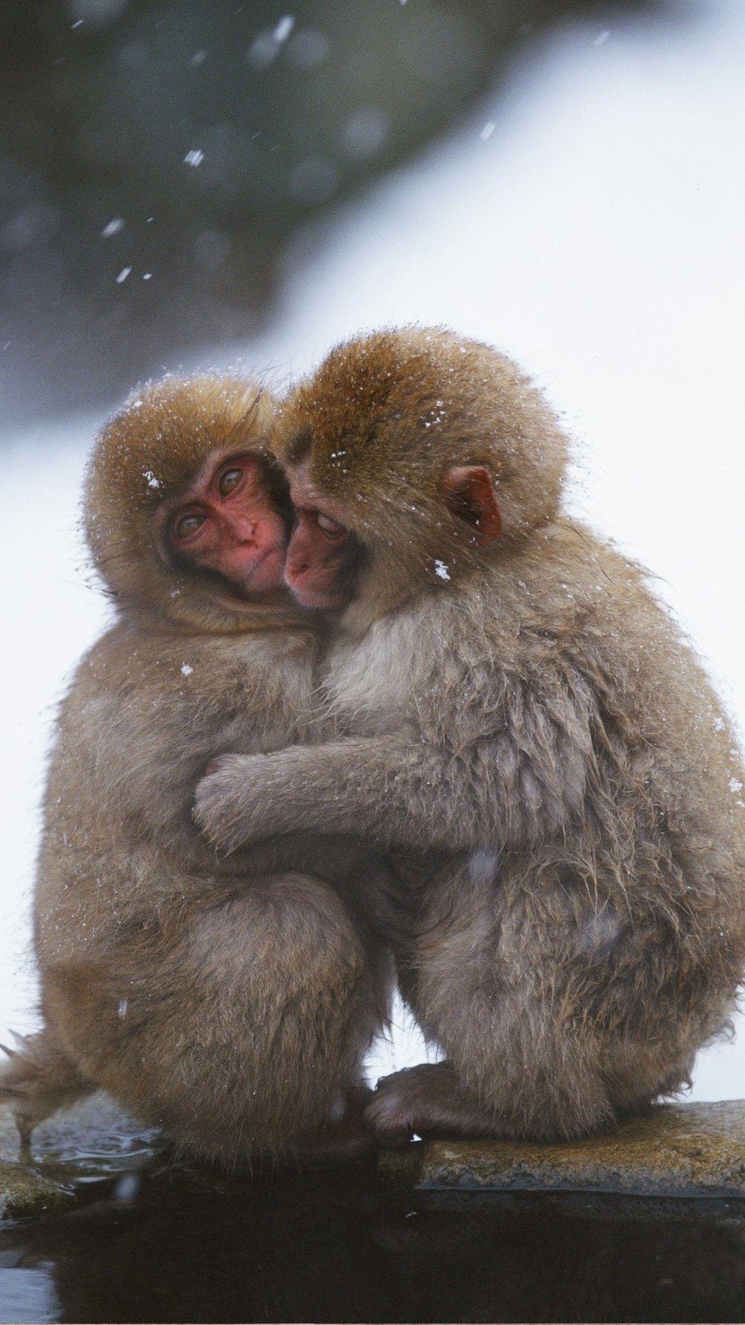 Cute Monkey iPhone Wallpapers - Top Free Cute Monkey iPhone Backgrounds ...