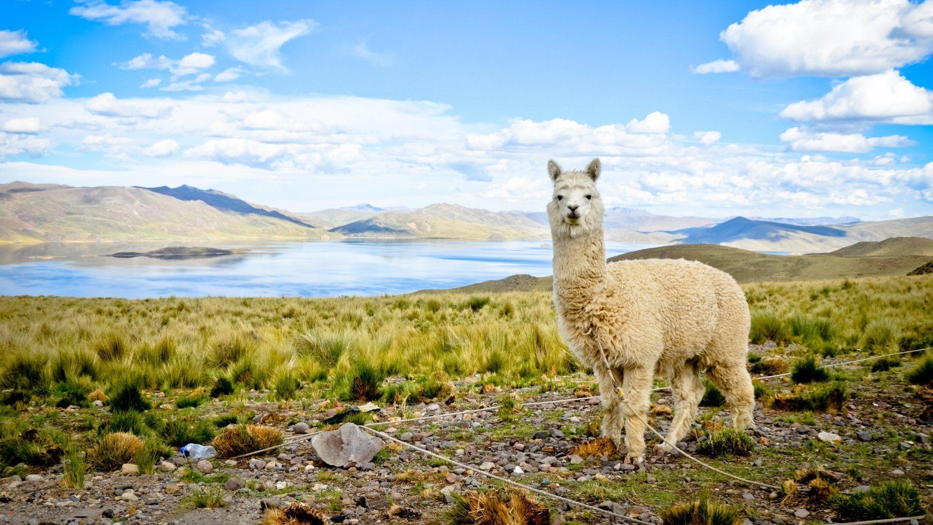 Llama Desktop Wallpapers - Top Free Llama Desktop Backgrounds ...