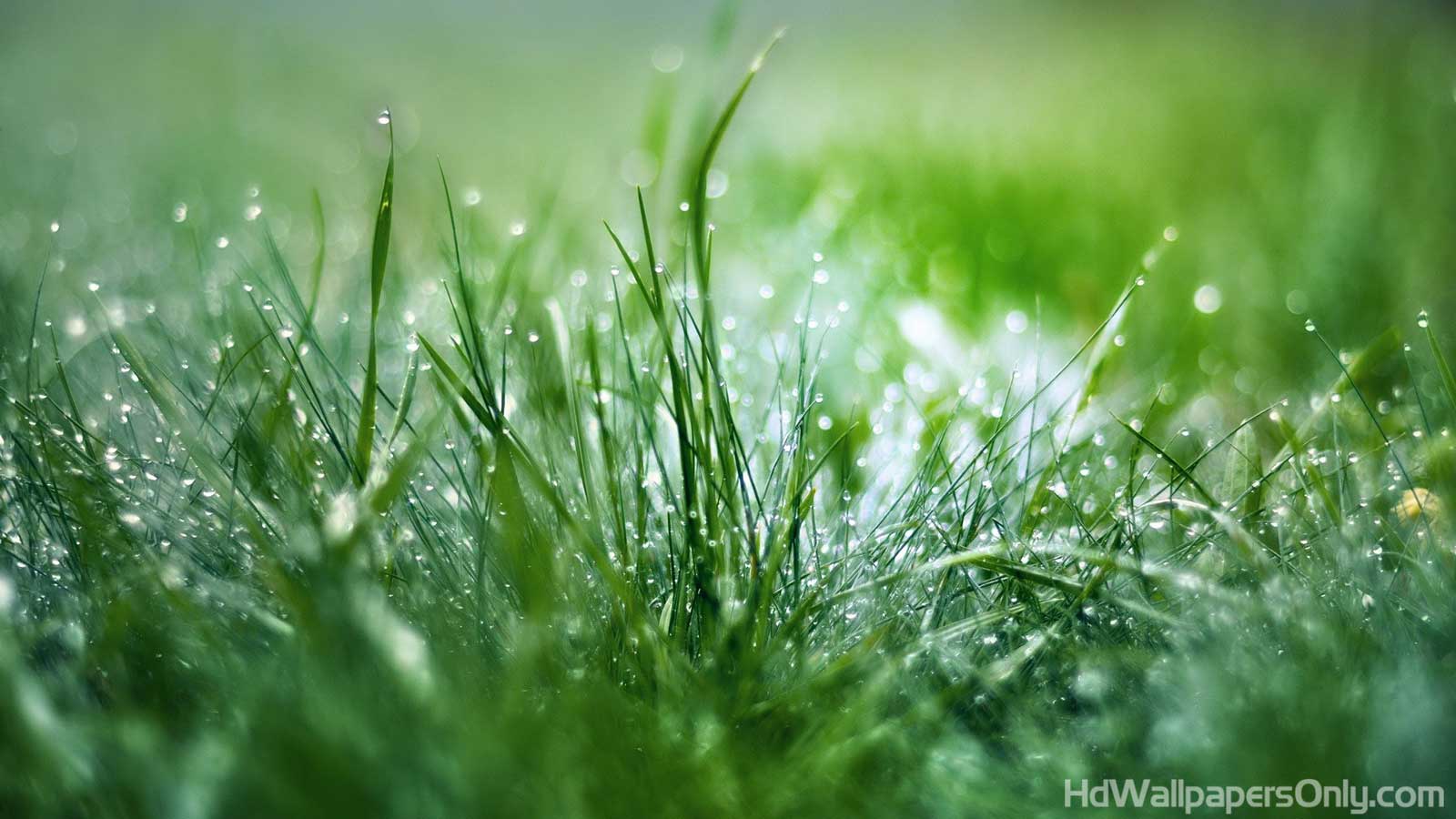 4D Nature Wallpapers - Top Free 4D Nature Backgrounds - WallpaperAccess