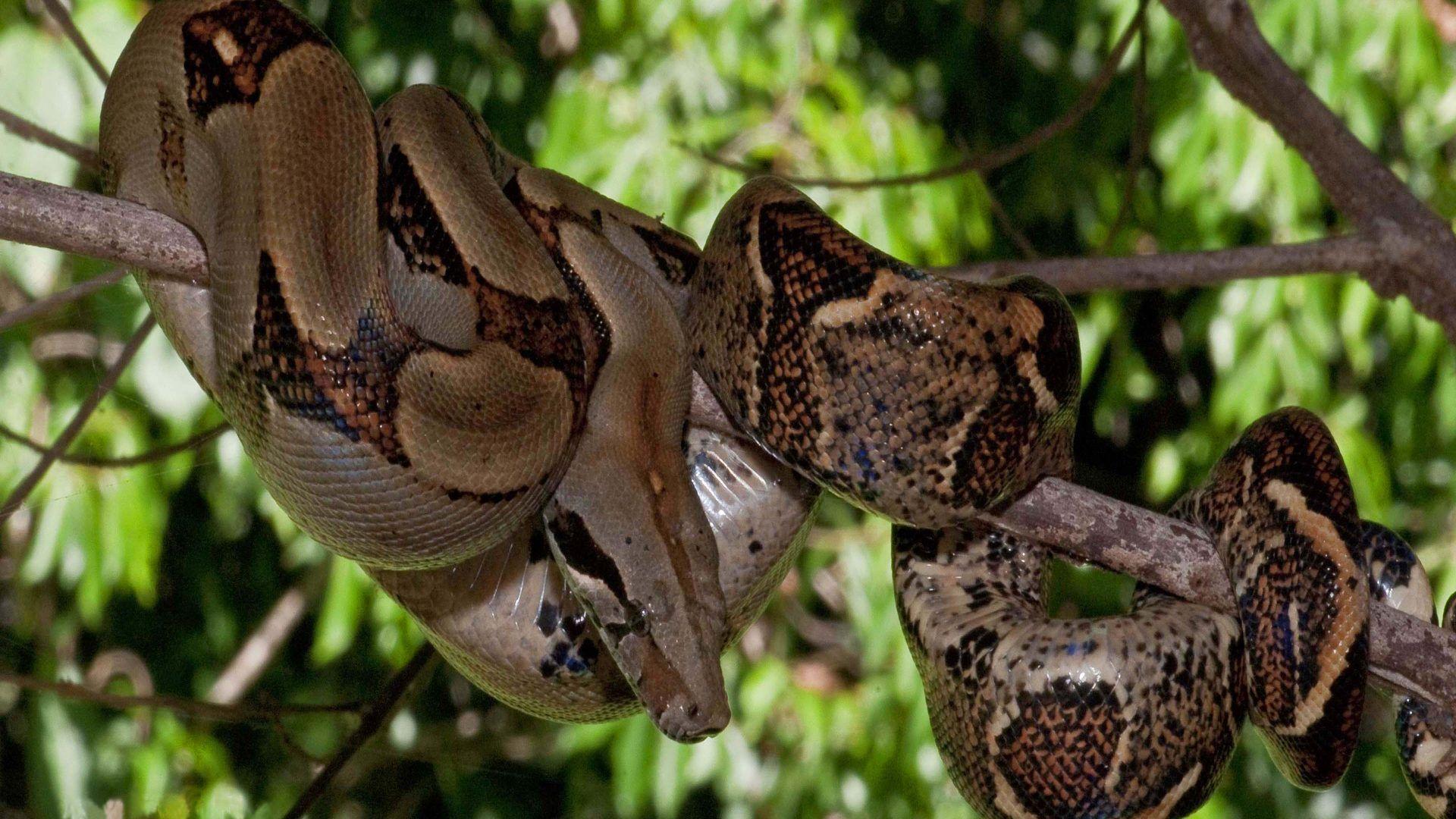 Boa Constrictor Wallpapers - Top Free Boa Constrictor Backgrounds ...