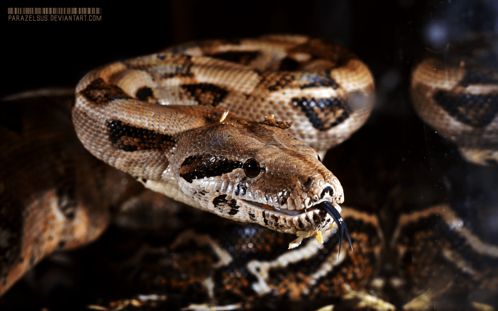 Boa Constrictor Wallpapers - Top Free Boa Constrictor Backgrounds ...