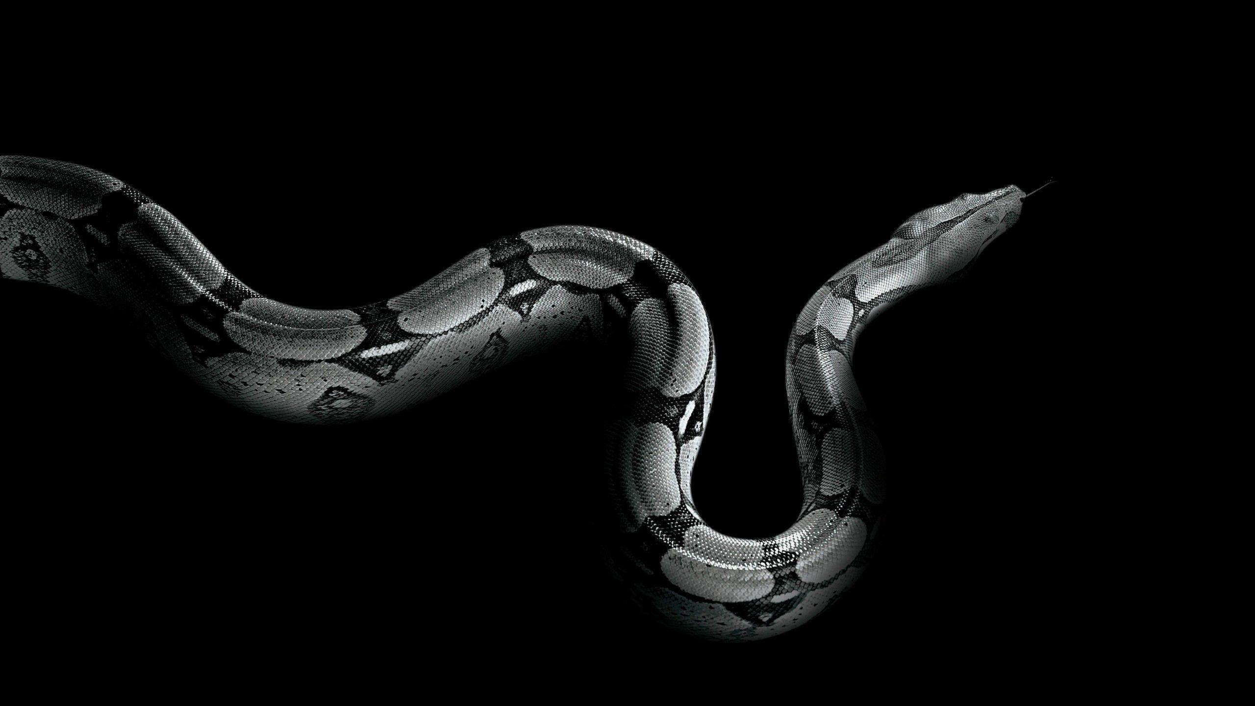 Boa Constrictor Wallpapers - Top Free Boa Constrictor Backgrounds ...