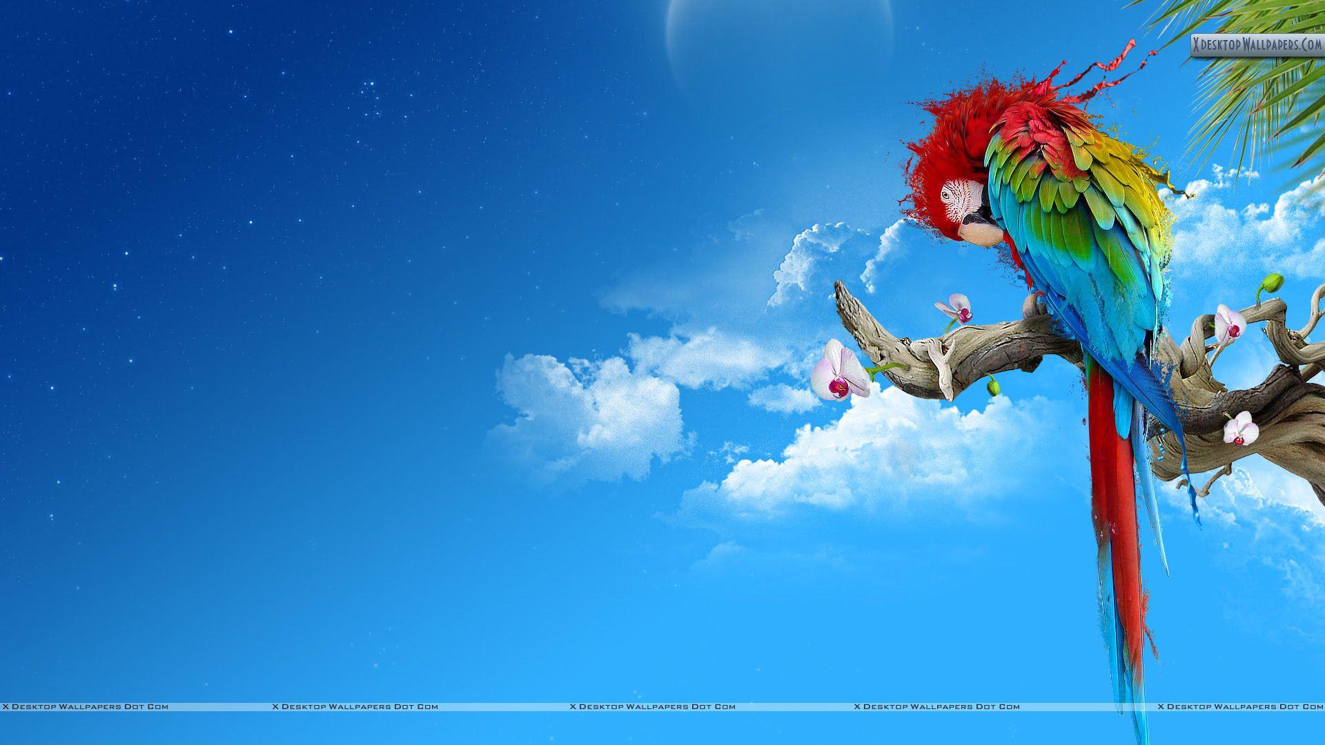 Colorful Birds Wallpapers - Top Free Colorful Birds Backgrounds ...