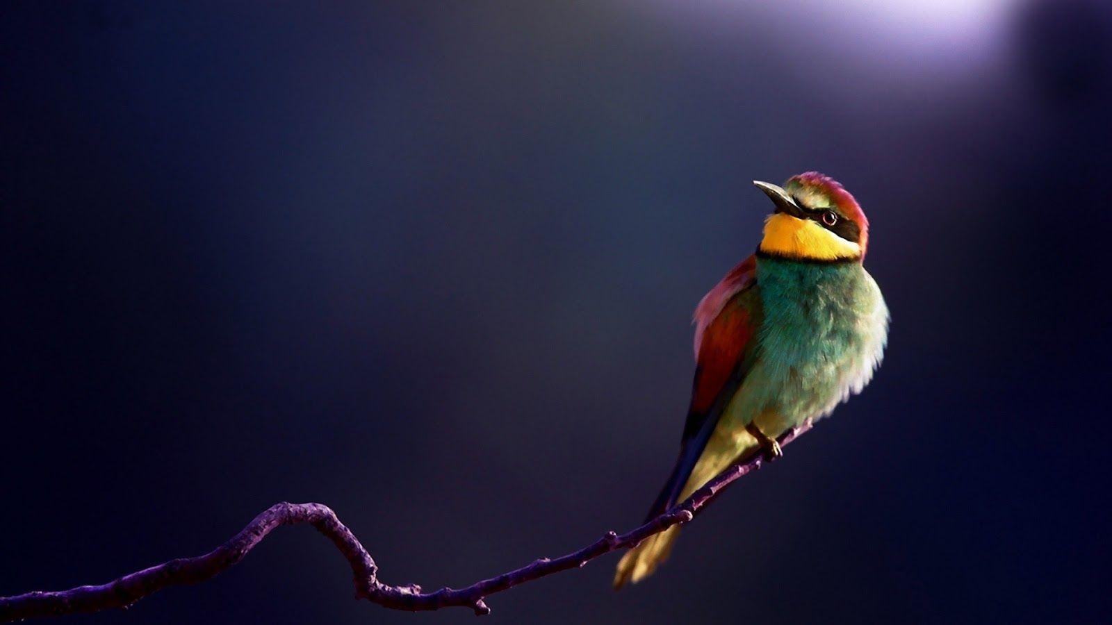 Colorful Birds Wallpapers - Top Free Colorful Birds Backgrounds ...