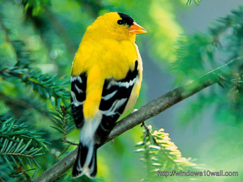 Colorful Birds Wallpapers - Top Free Colorful Birds Backgrounds ...