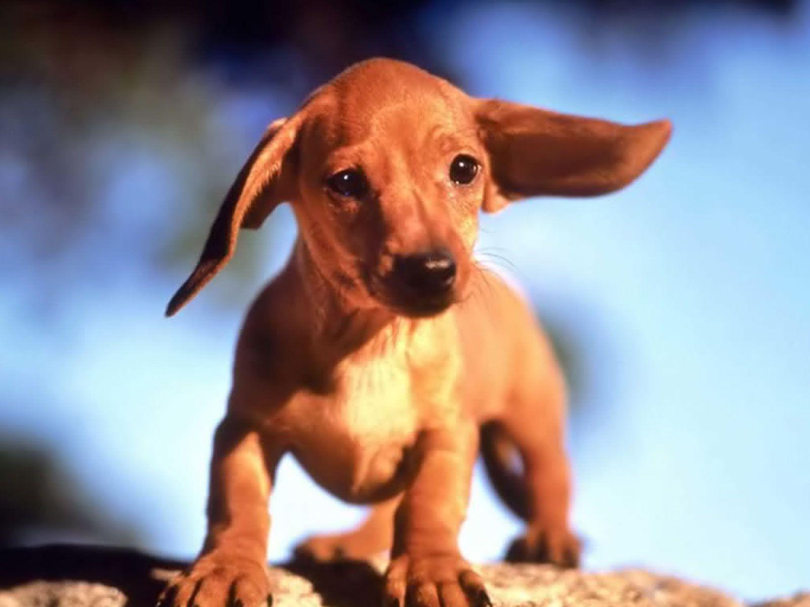 Cute Dachshund Wallpapers - Top Free Cute Dachshund Backgrounds ...