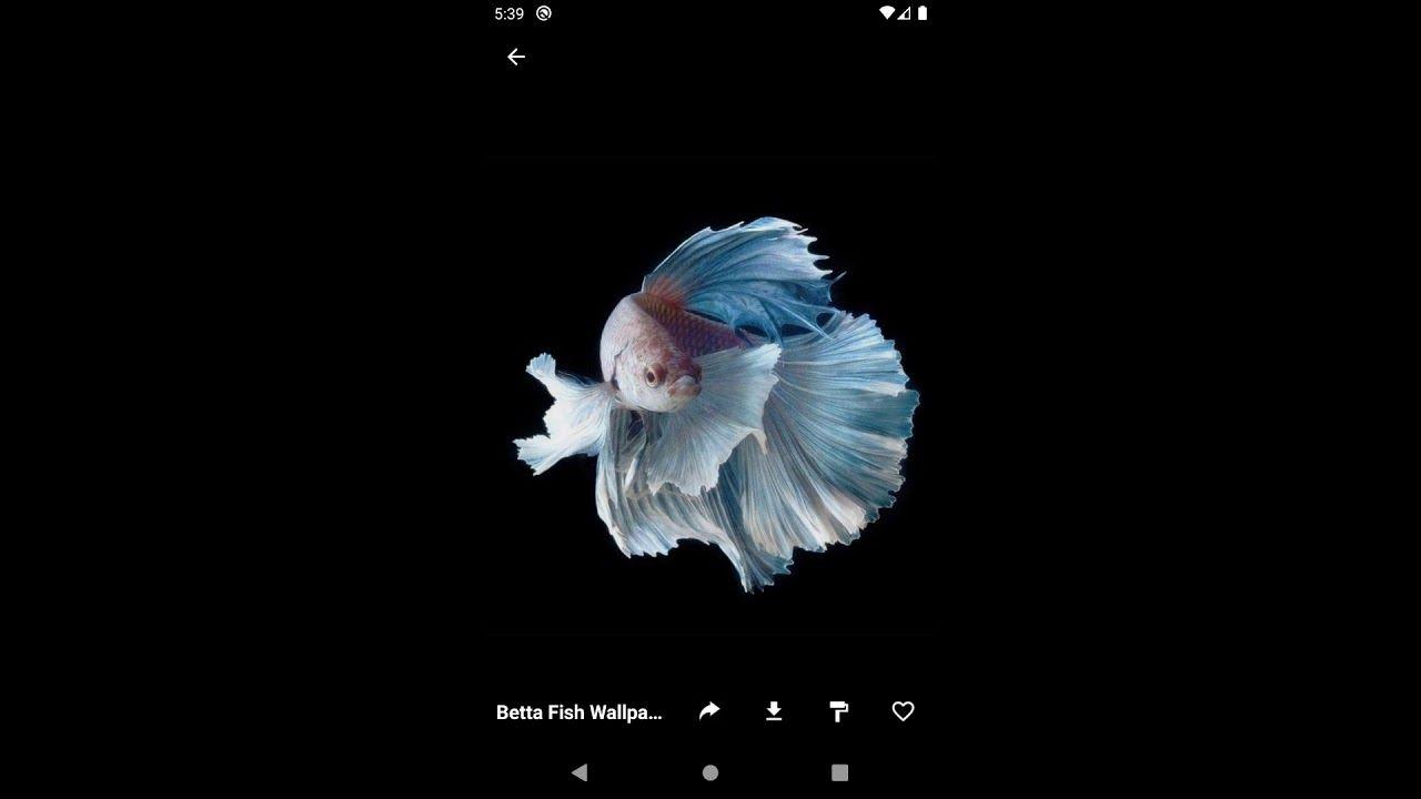 Betta Wallpapers - Top Free Betta Backgrounds - WallpaperAccess