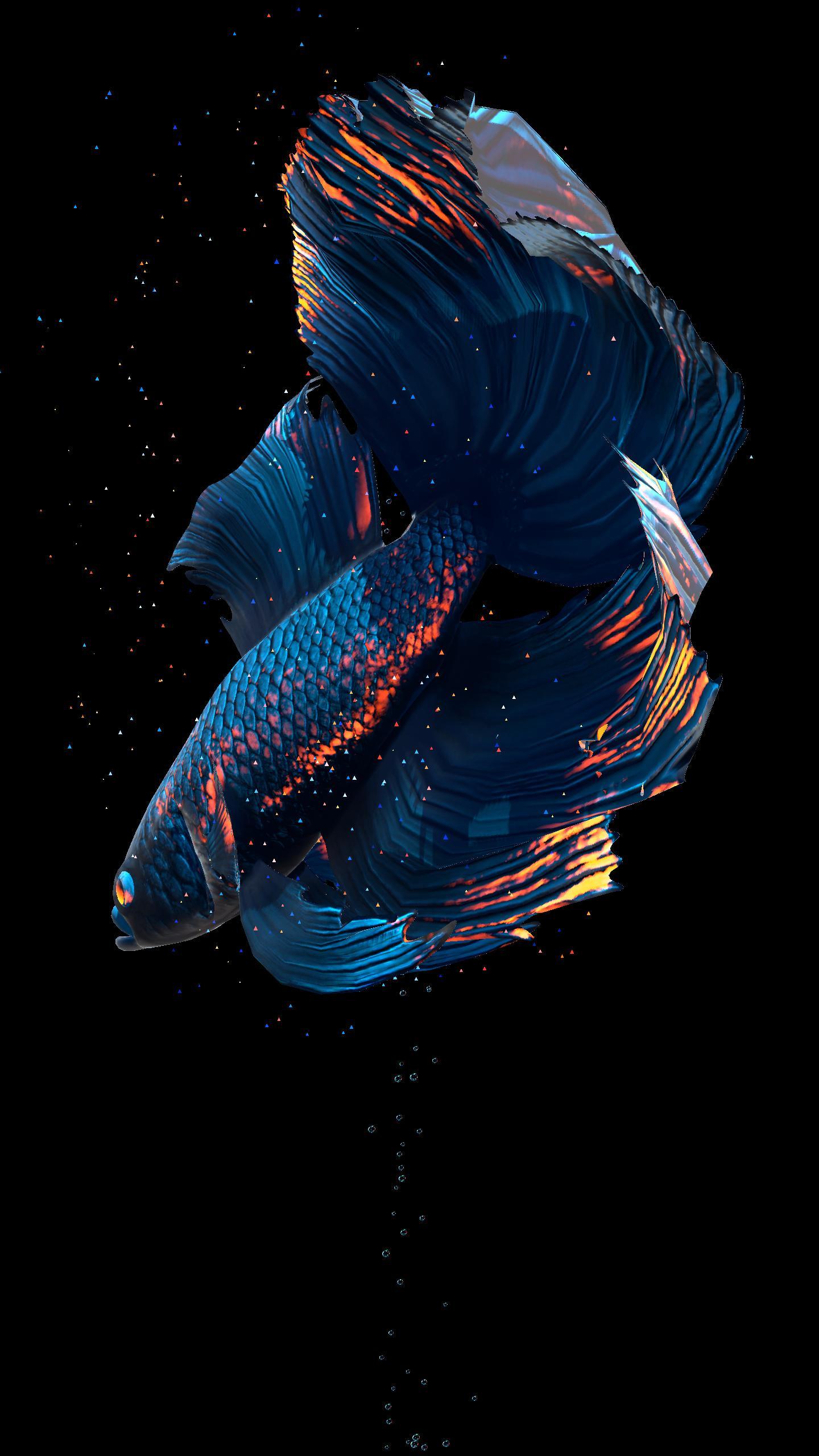 Betta Wallpapers - Top Free Betta Backgrounds - WallpaperAccess