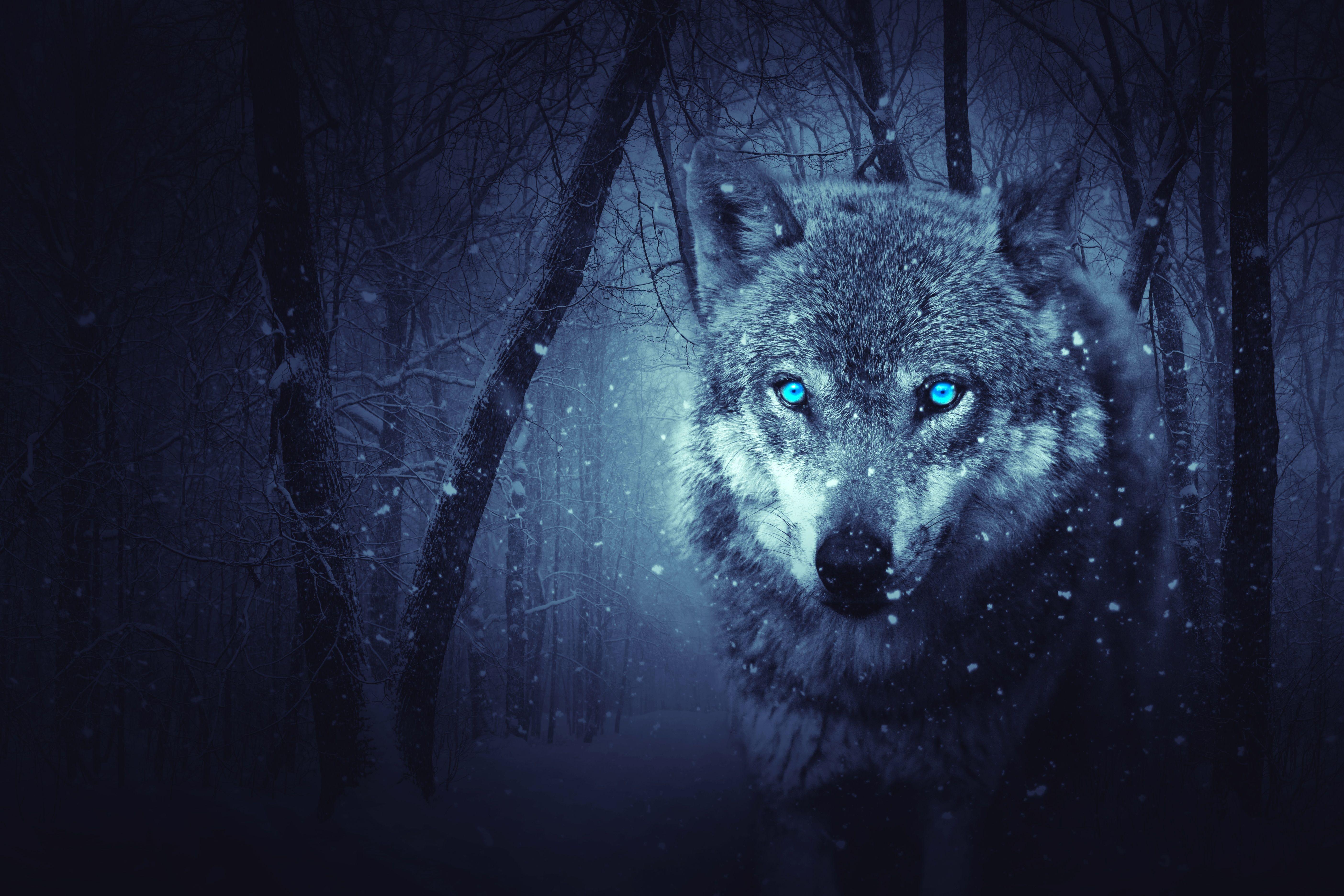 Winter Wolves Wallpapers - Top Free Winter Wolves Backgrounds ...