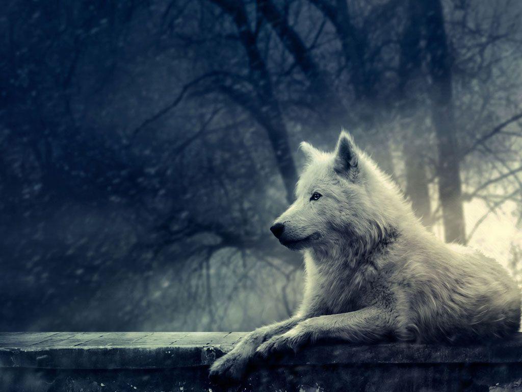 Winter Wolves Wallpapers - Top Free Winter Wolves Backgrounds ...