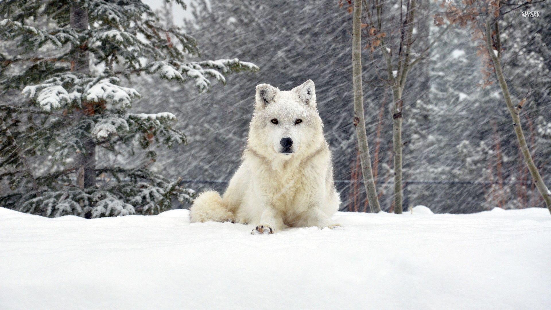 Winter Wolves Wallpapers - Top Free Winter Wolves Backgrounds ...