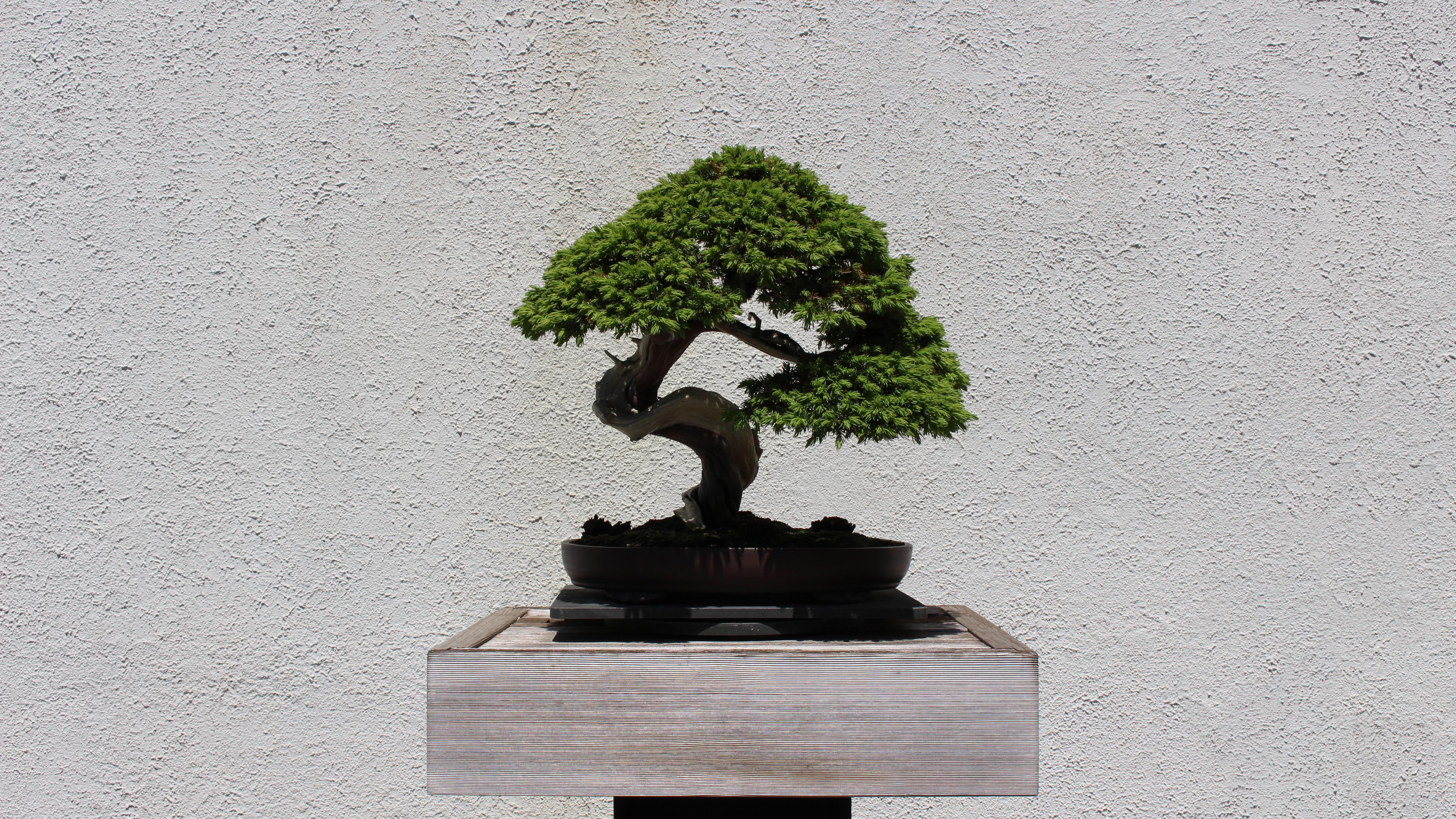 Bonsai Tree Wallpapers - Top Free Bonsai Tree Backgrounds - WallpaperAccess
