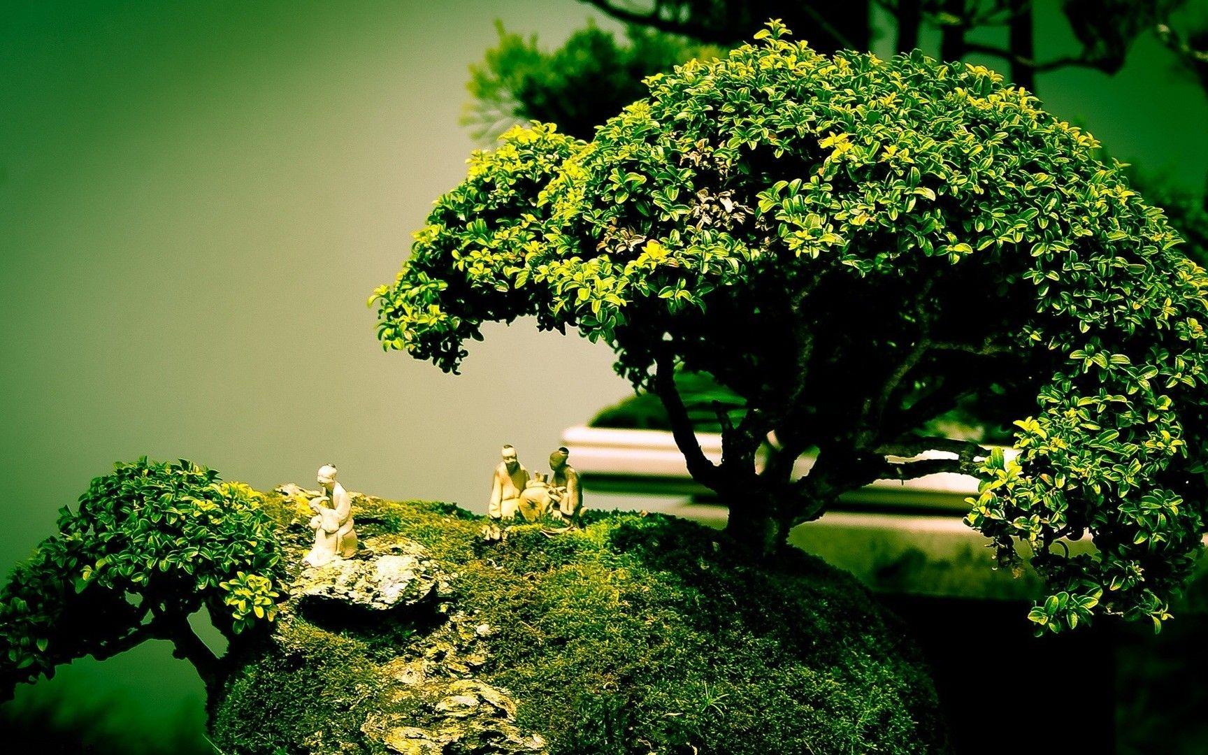 Bonsai Tree Wallpapers - Top Free Bonsai Tree Backgrounds - WallpaperAccess