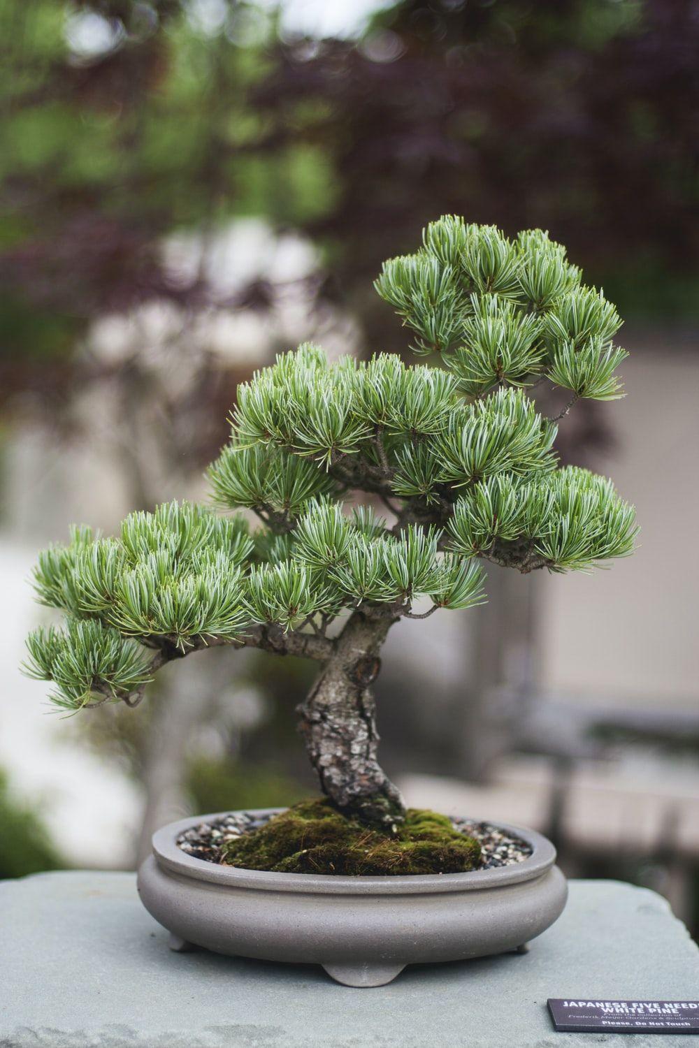 Bonsai Wallpapers - Top Free Bonsai Backgrounds - WallpaperAccess