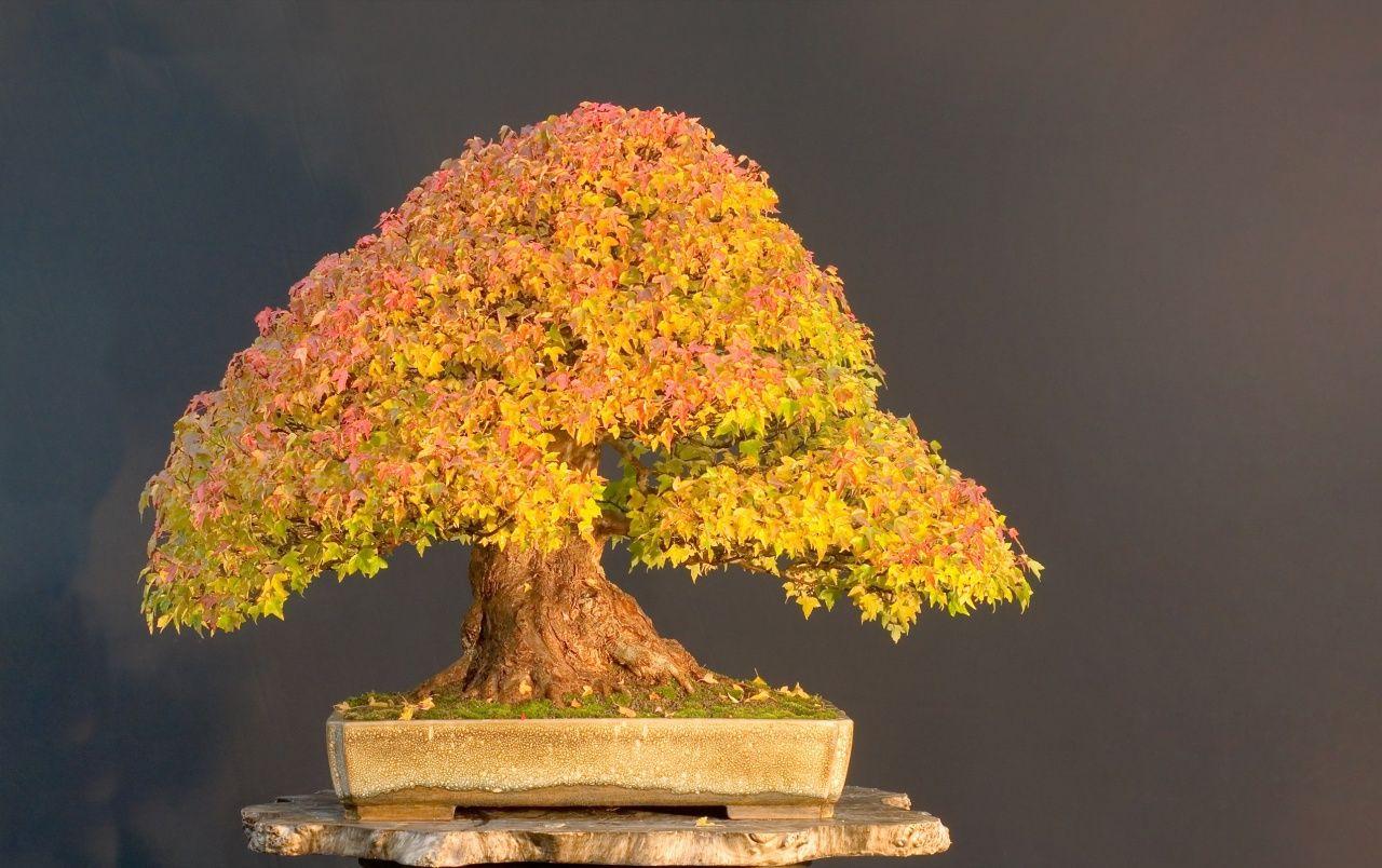 Bonsai Tree Wallpapers - Top Free Bonsai Tree Backgrounds - WallpaperAccess